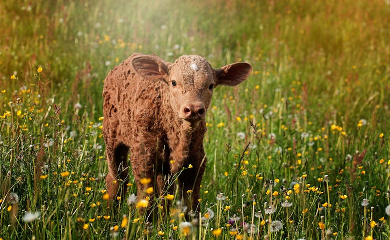 Calf Photos, Download The BEST Free Calf Stock Photos & HD Images