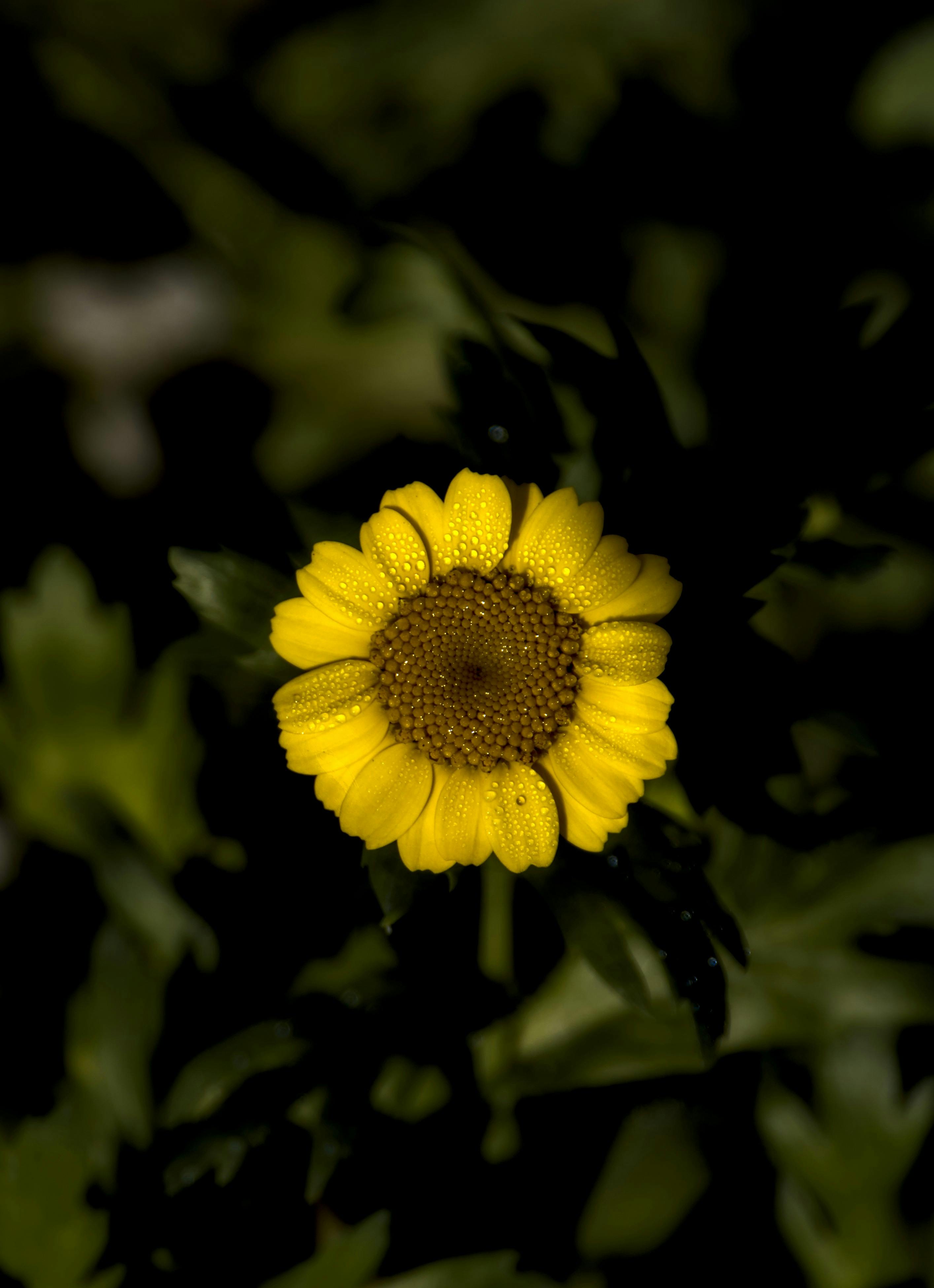 Tenna+Wallpaper+Deltarune Photos, Download The BEST Free Tenna ...