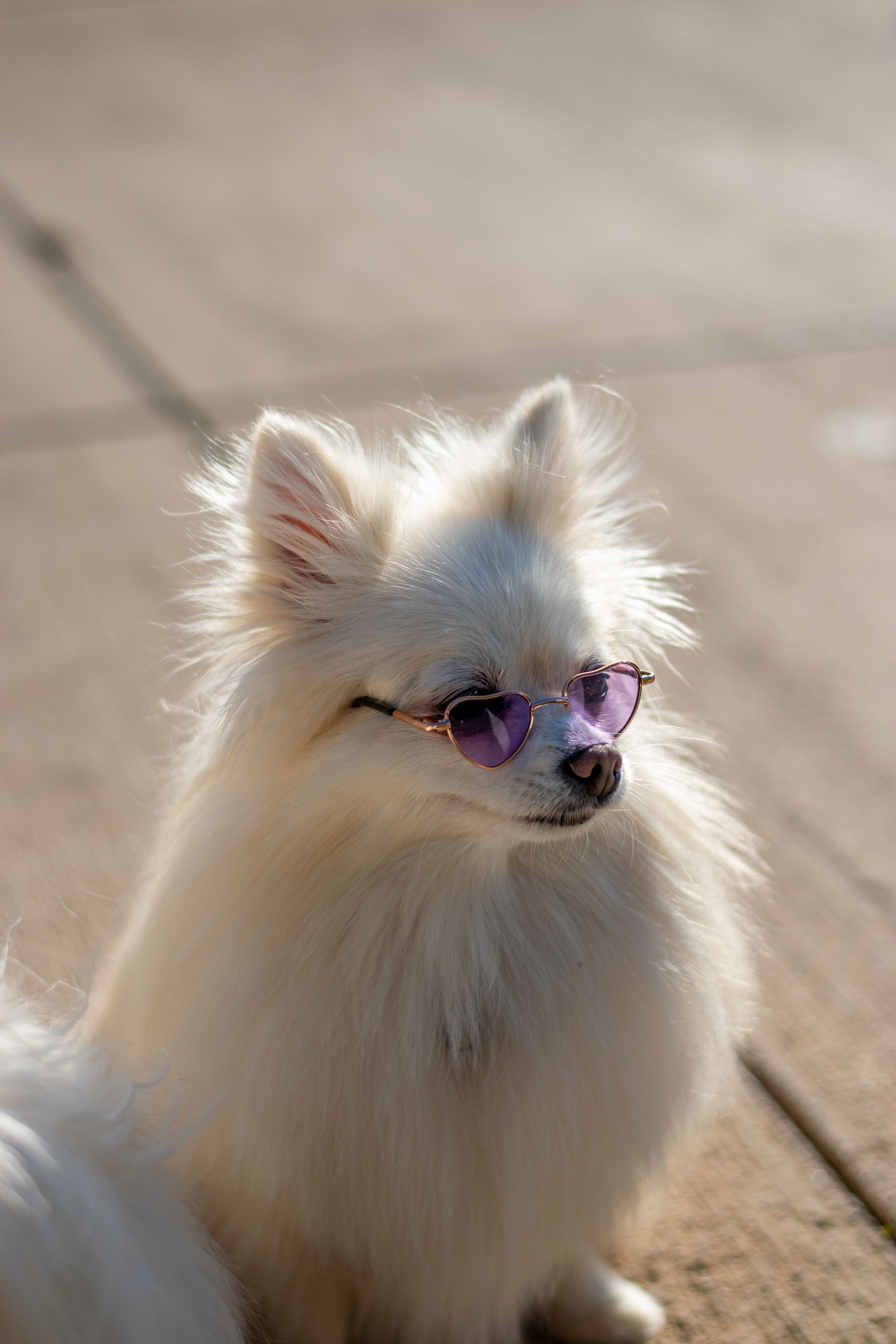 Animal Hearting Photos, Download The BEST Free Animal Hearting Stock ...