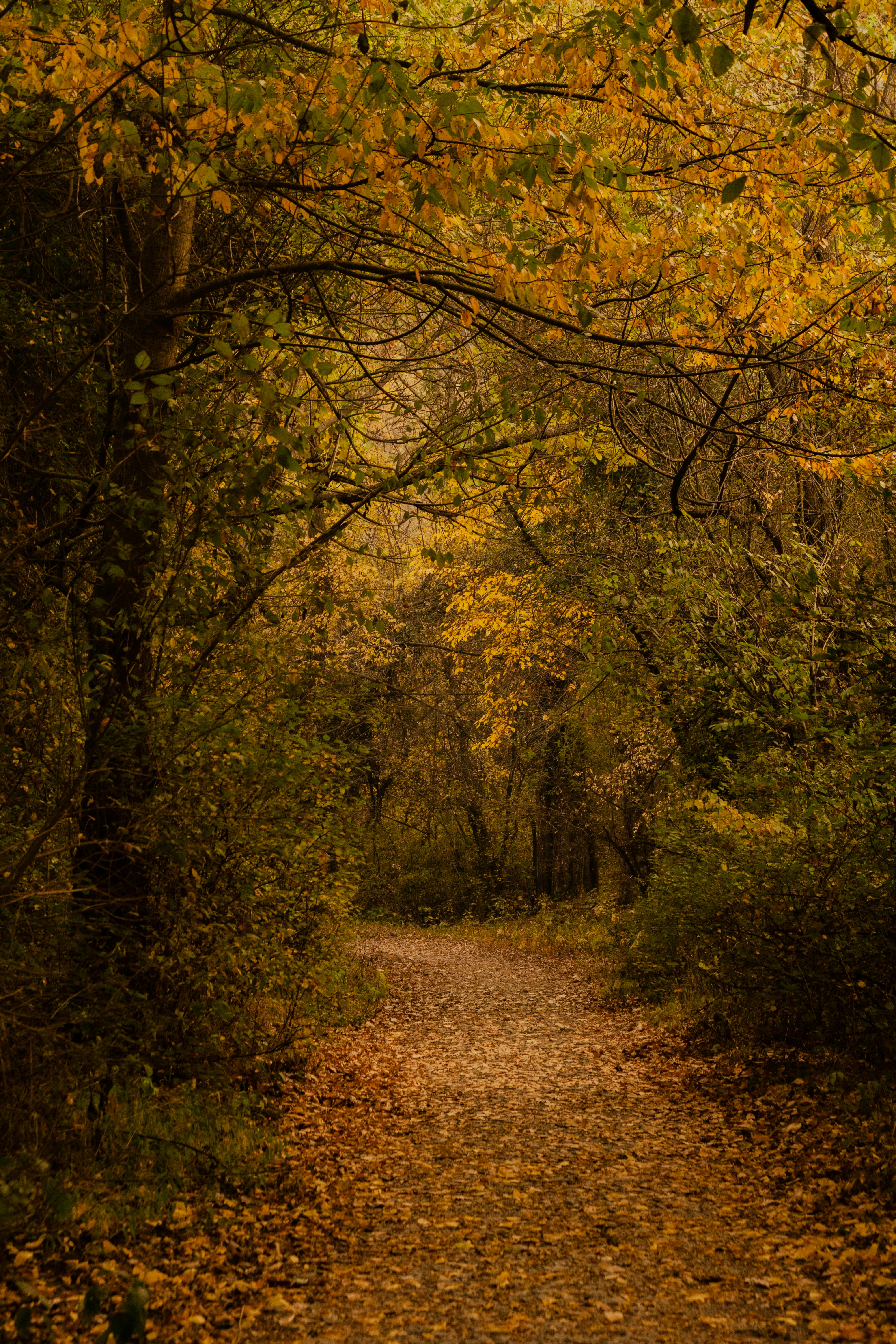 Tenna+Wallpaper+Deltarune Photos, Download The BEST Free Tenna ...