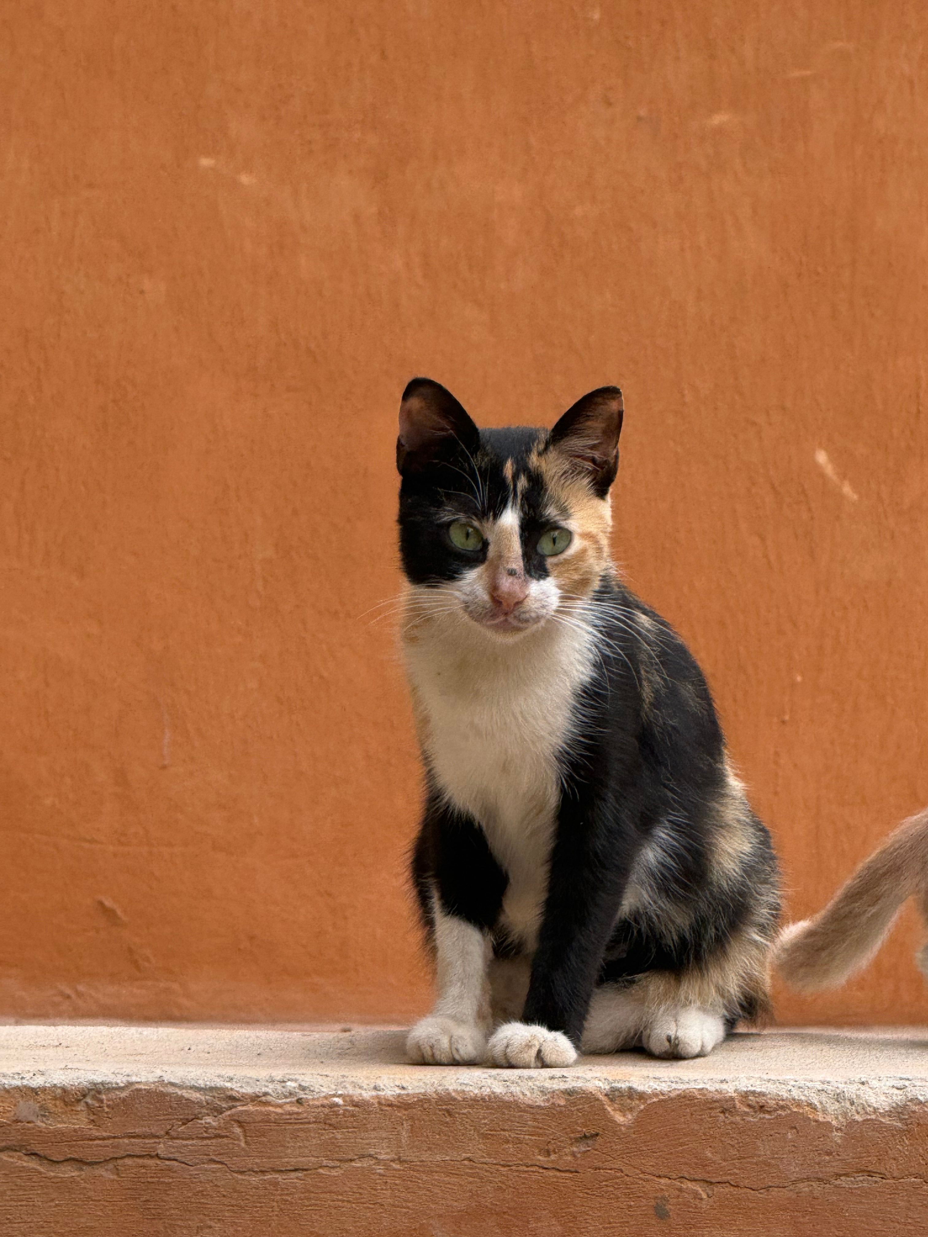Middle Finger Cat Photos, Download The BEST Free Middle Finger Cat ...