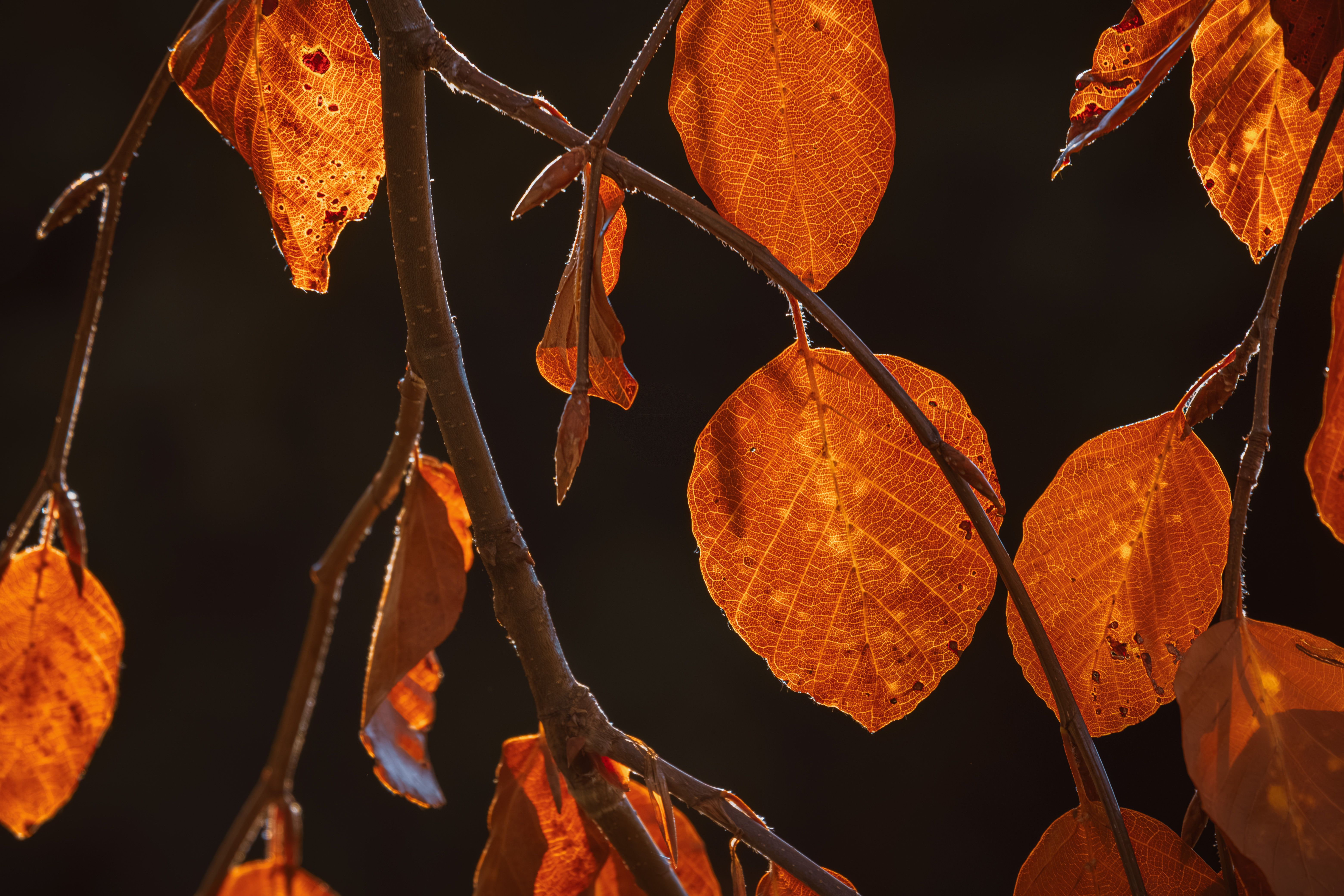 Autmn Foliage Photos, Download The BEST Free Autmn Foliage Stock Photos ...
