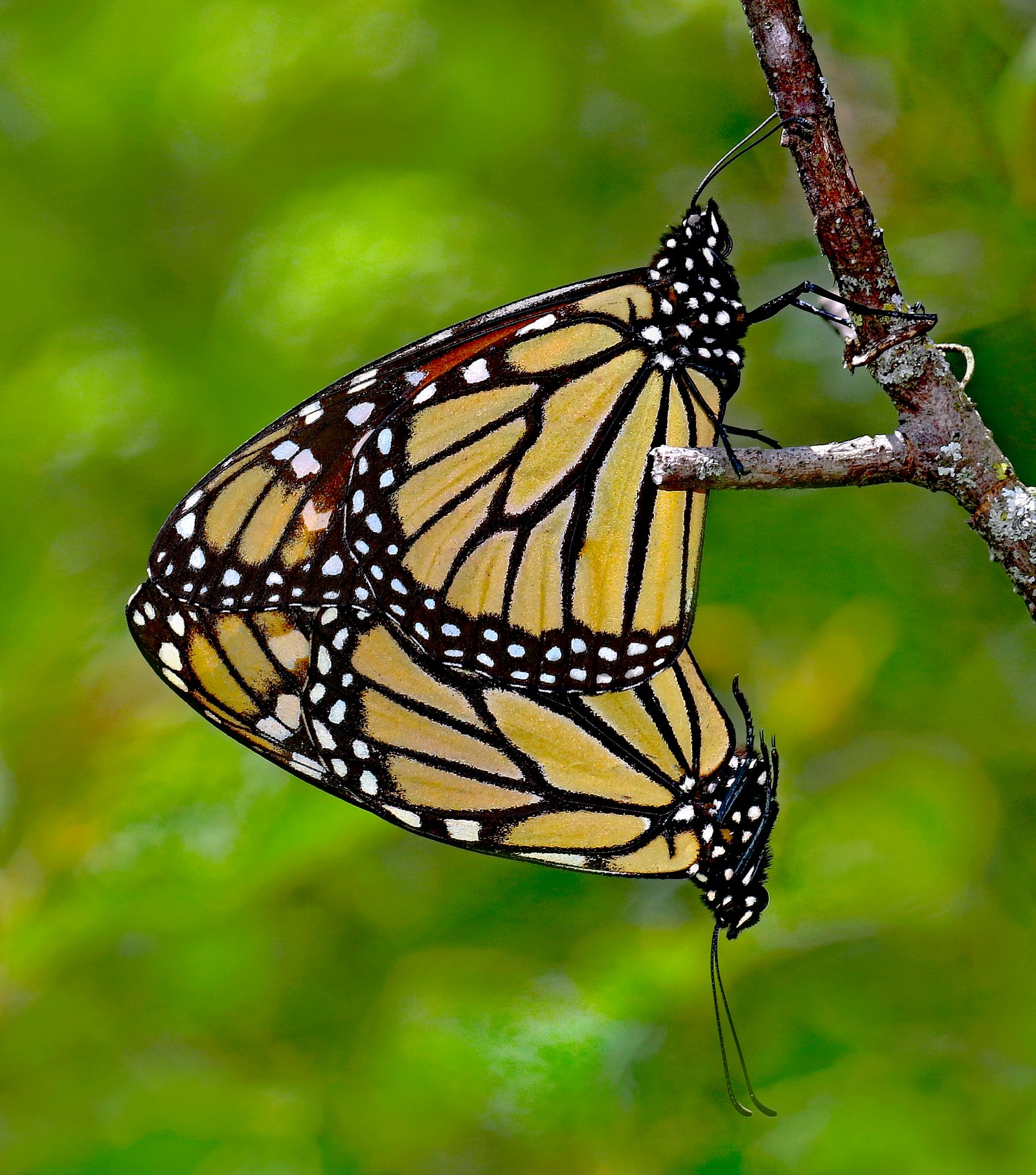 Monarch Butterflies Mating Photos, Download The BEST Free Monarch ...