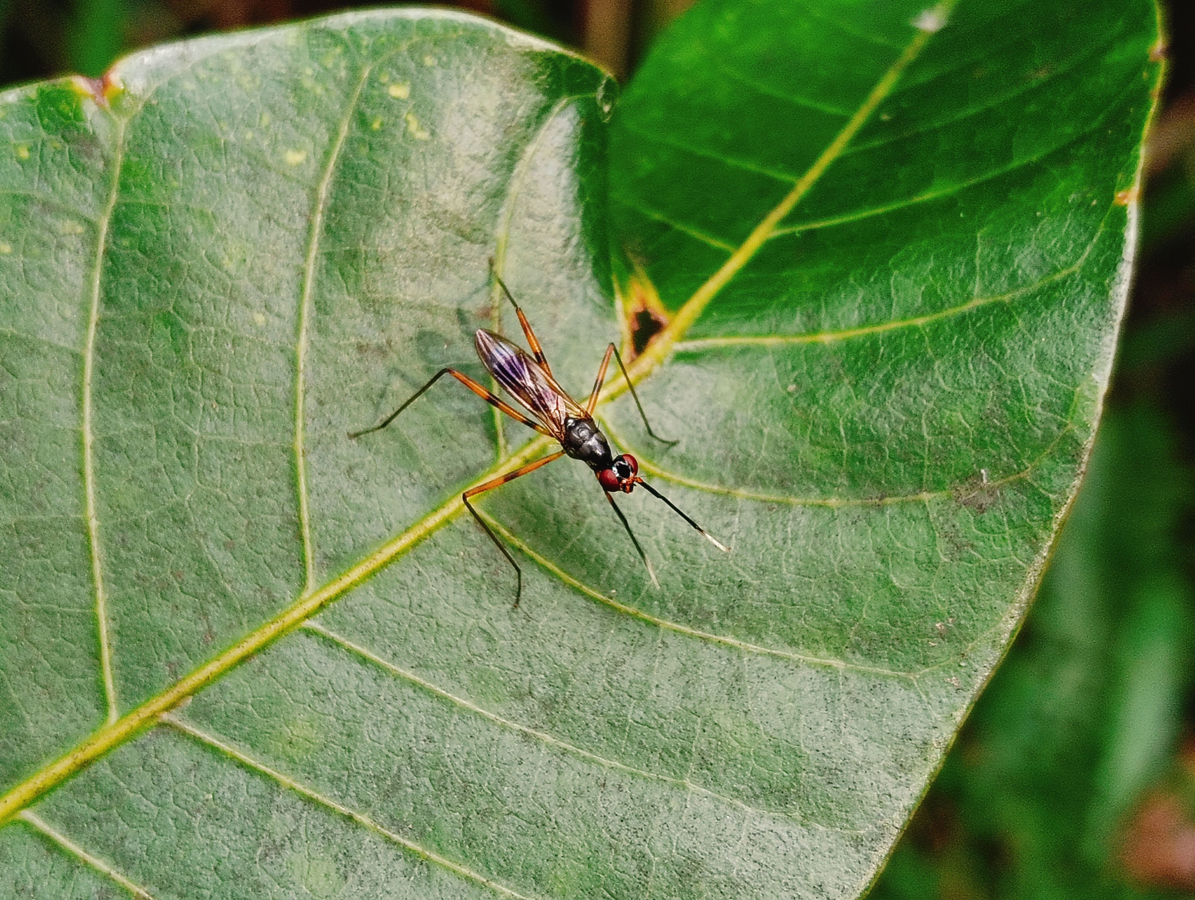 Close-up of Fly on Leaf in Malaysian Jungle · Free Stock Photo