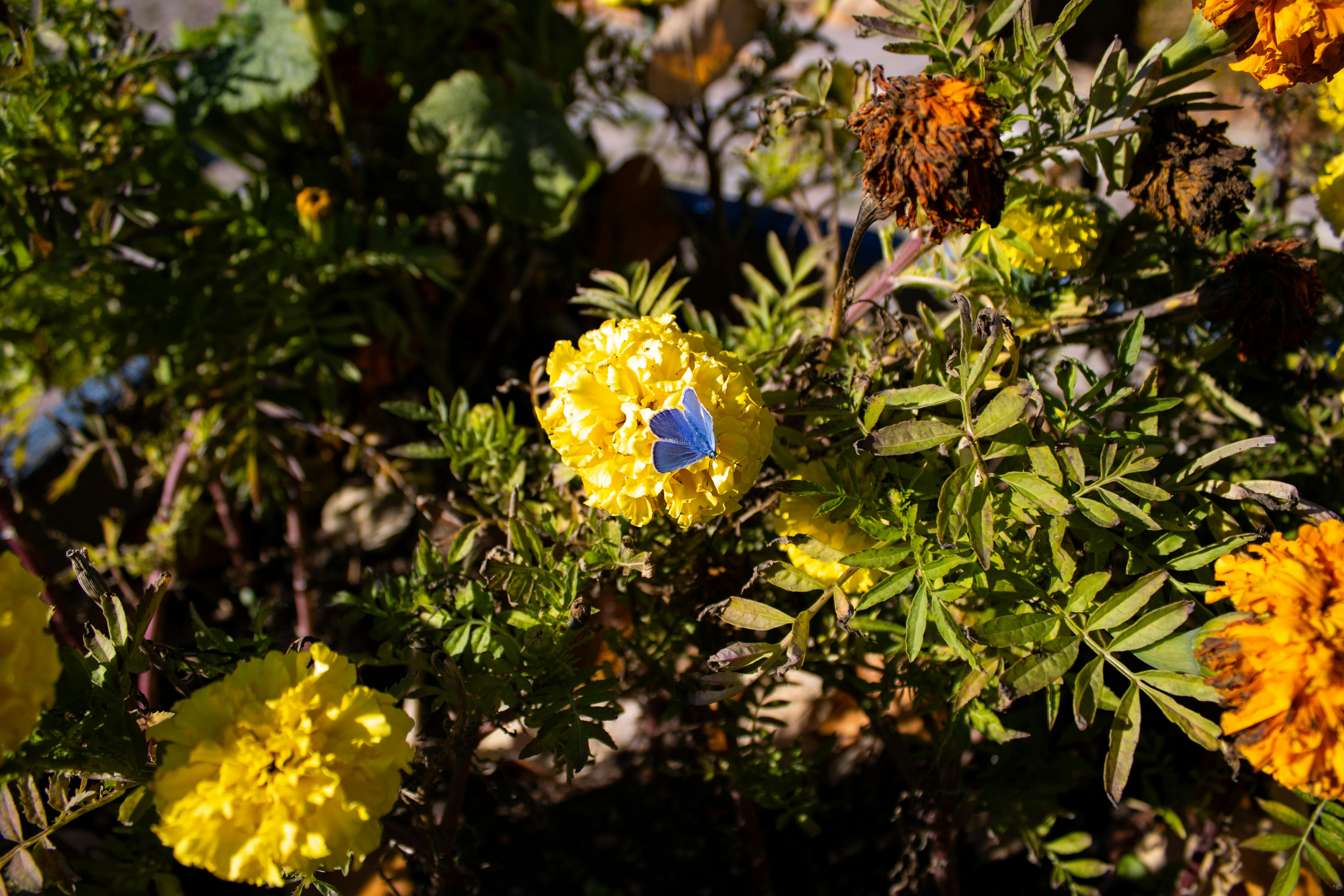 Tenna+Wallpaper+Deltarune Photos, Download The BEST Free Tenna ...