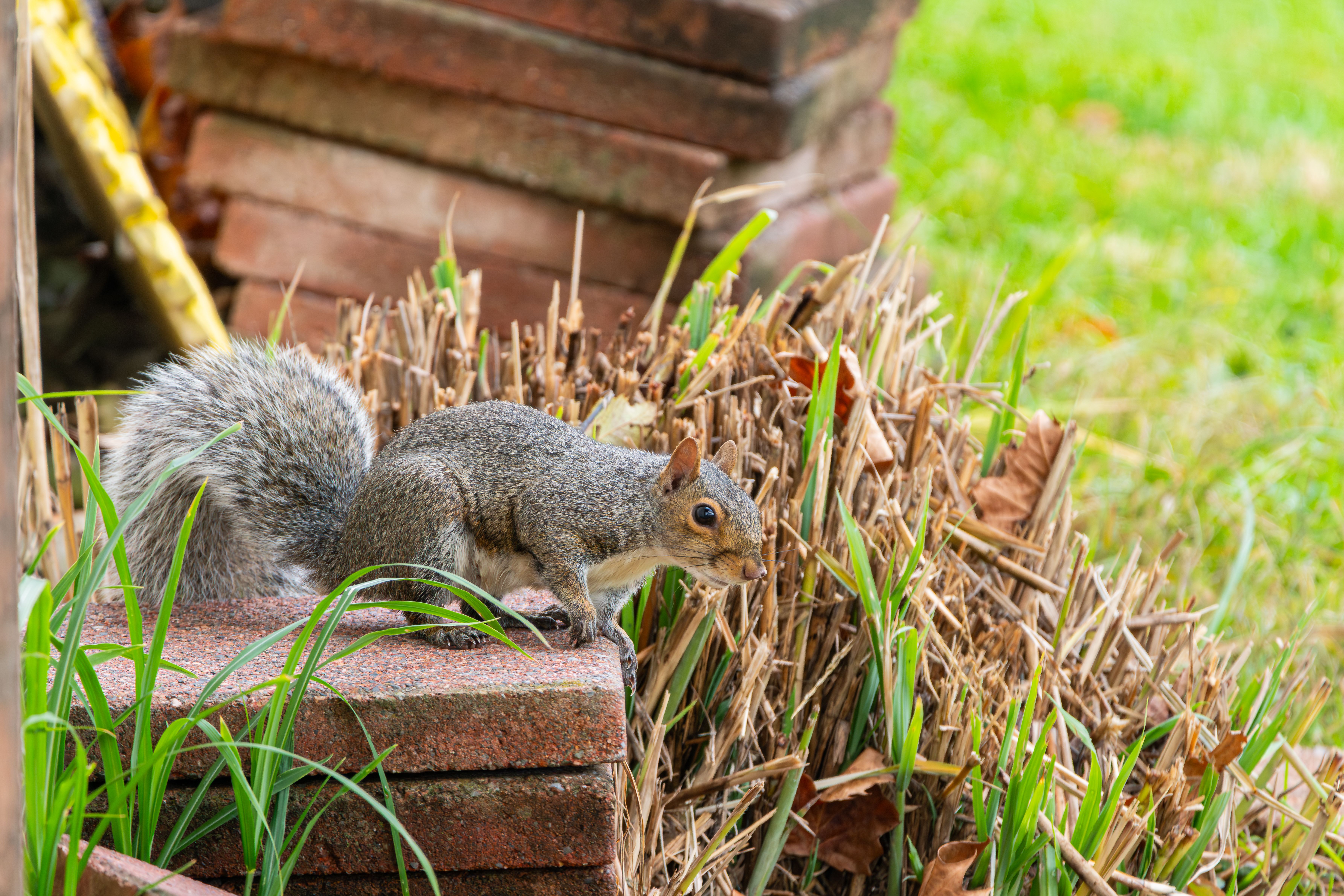 Gray Squirrel in Canonsburg Backyard Setting · Free Stock Photo