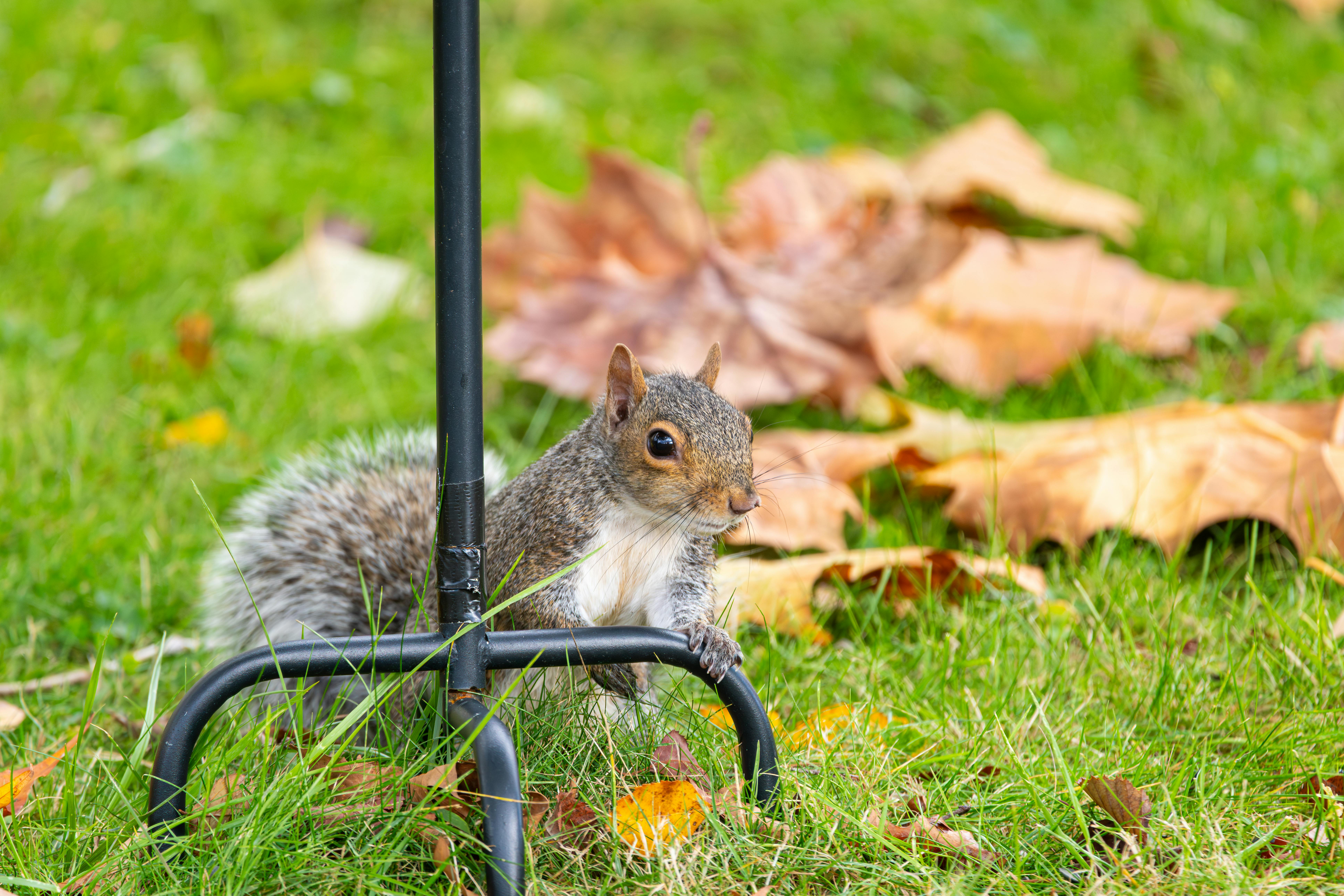 Cute Squirrel Photos, Download The BEST Free Cute Squirrel Stock Photos ...