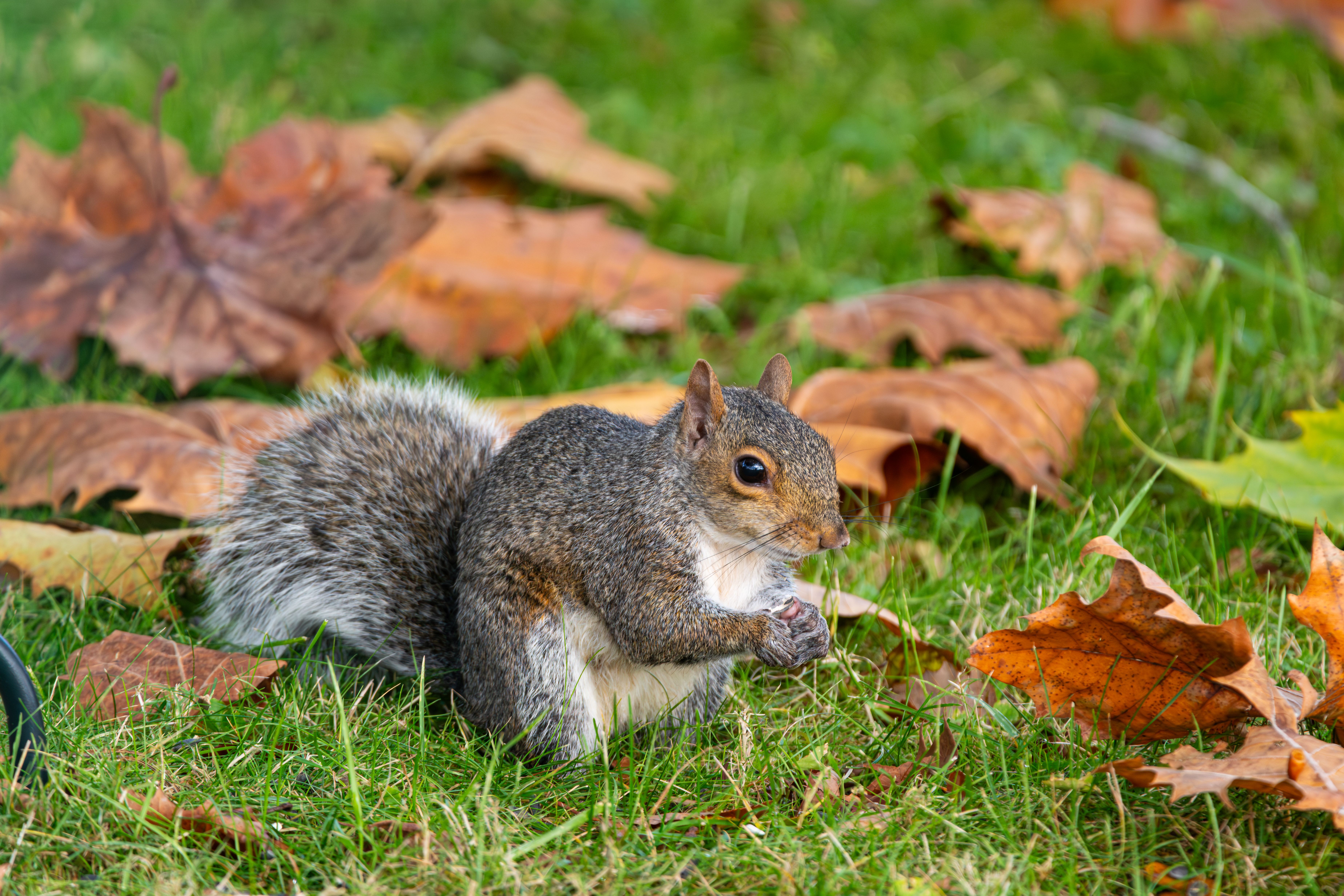 Gray Squirrel Gathering Food Among Autumn Leaves · Free Stock Photo