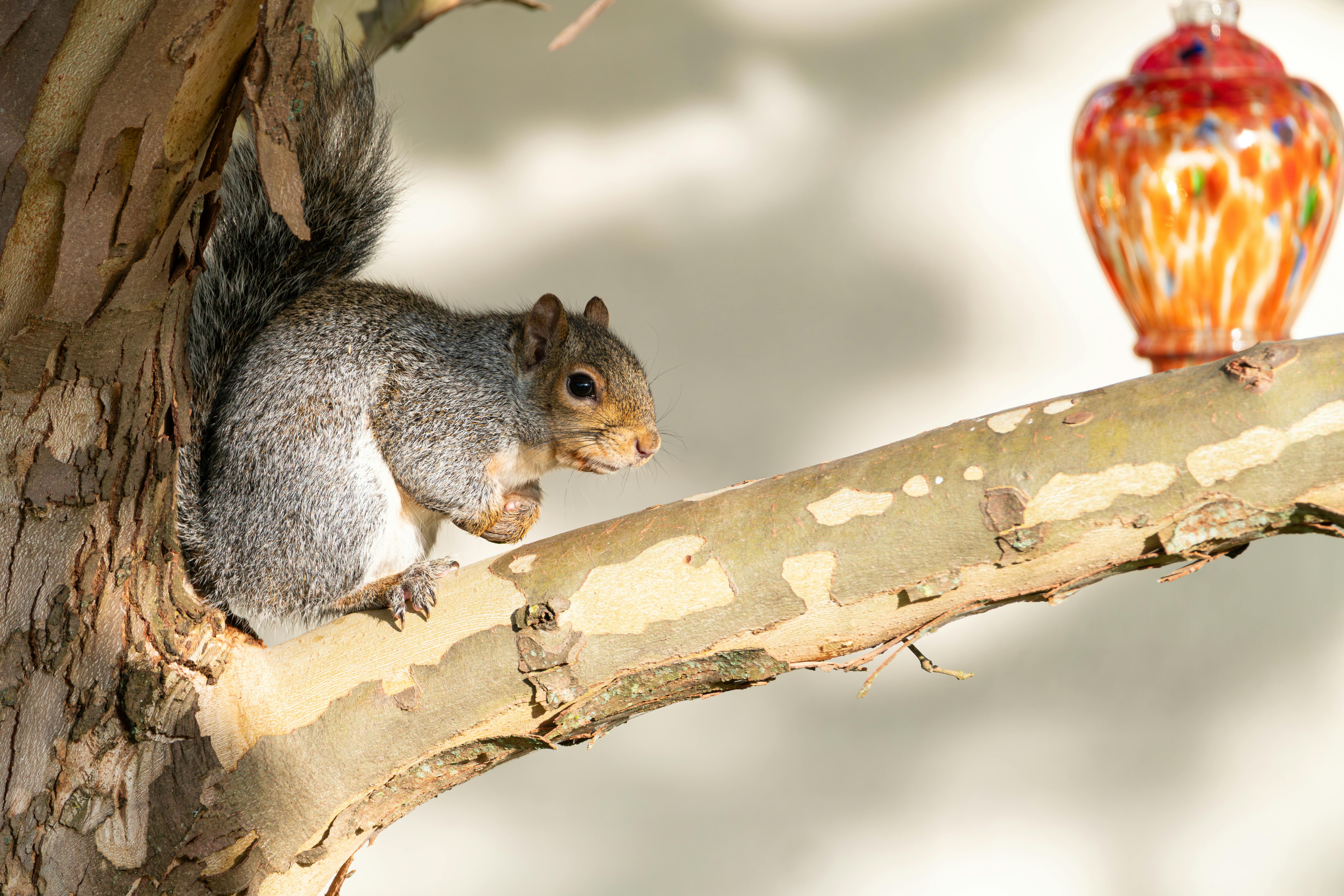 Cute Squirrel Photos, Download The BEST Free Cute Squirrel Stock Photos ...