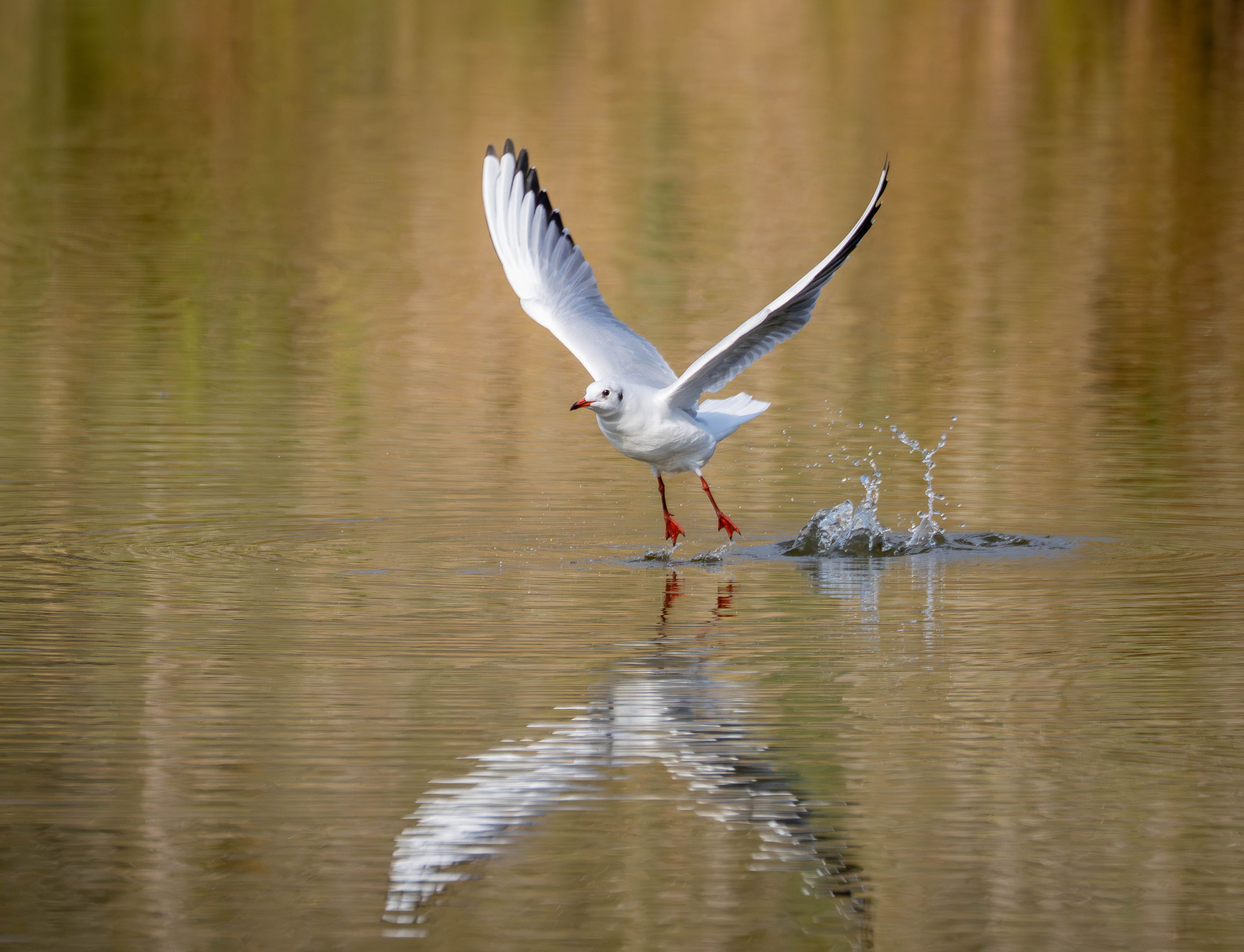 Seagull gracefully taking flight over water · Free Stock Photo