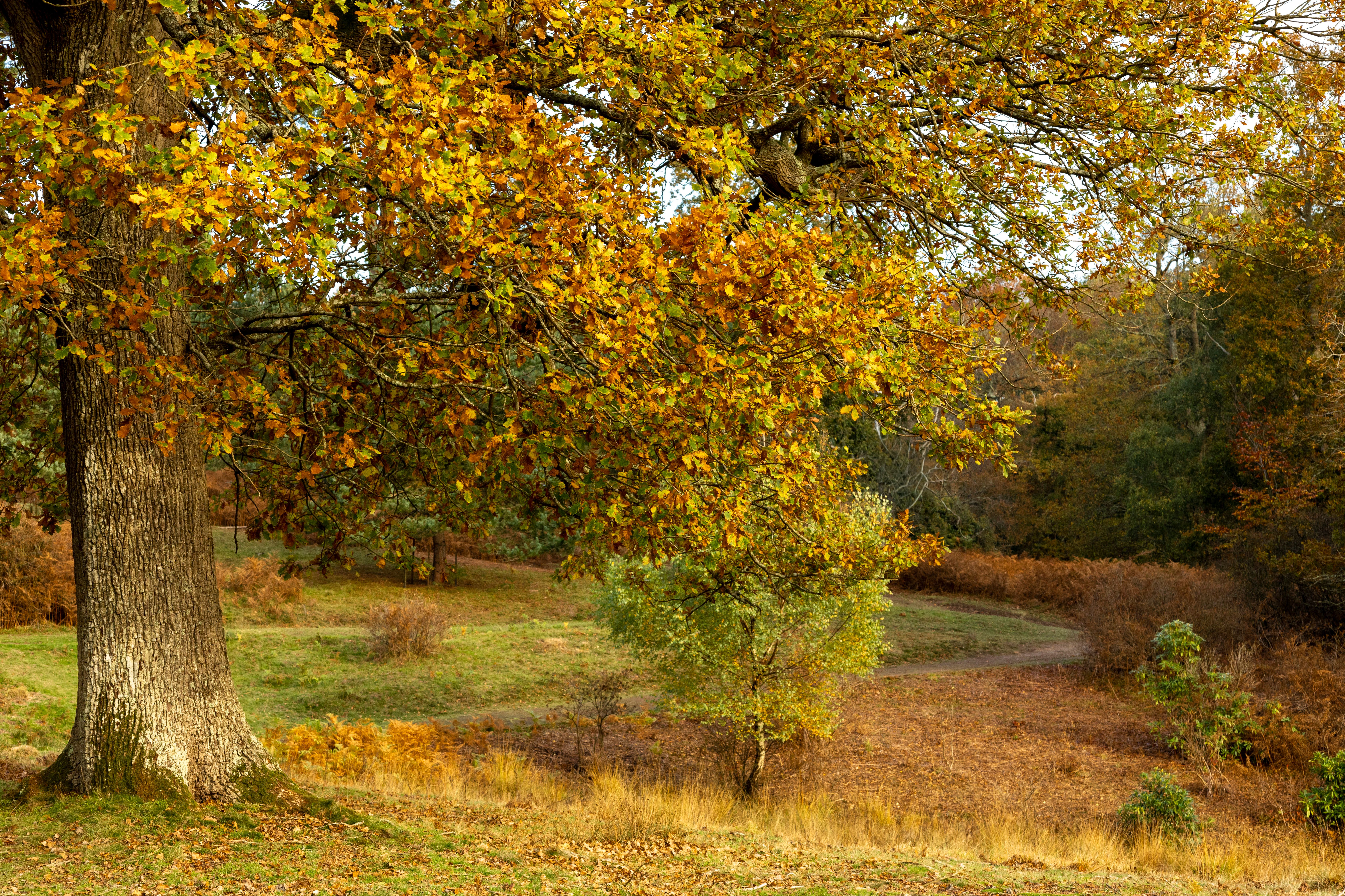 Golden Autumn Trail in English Countryside · Free Stock Photo