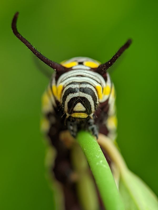 Caterpillar Face Photos, Download The BEST Free Caterpillar Face Stock ...