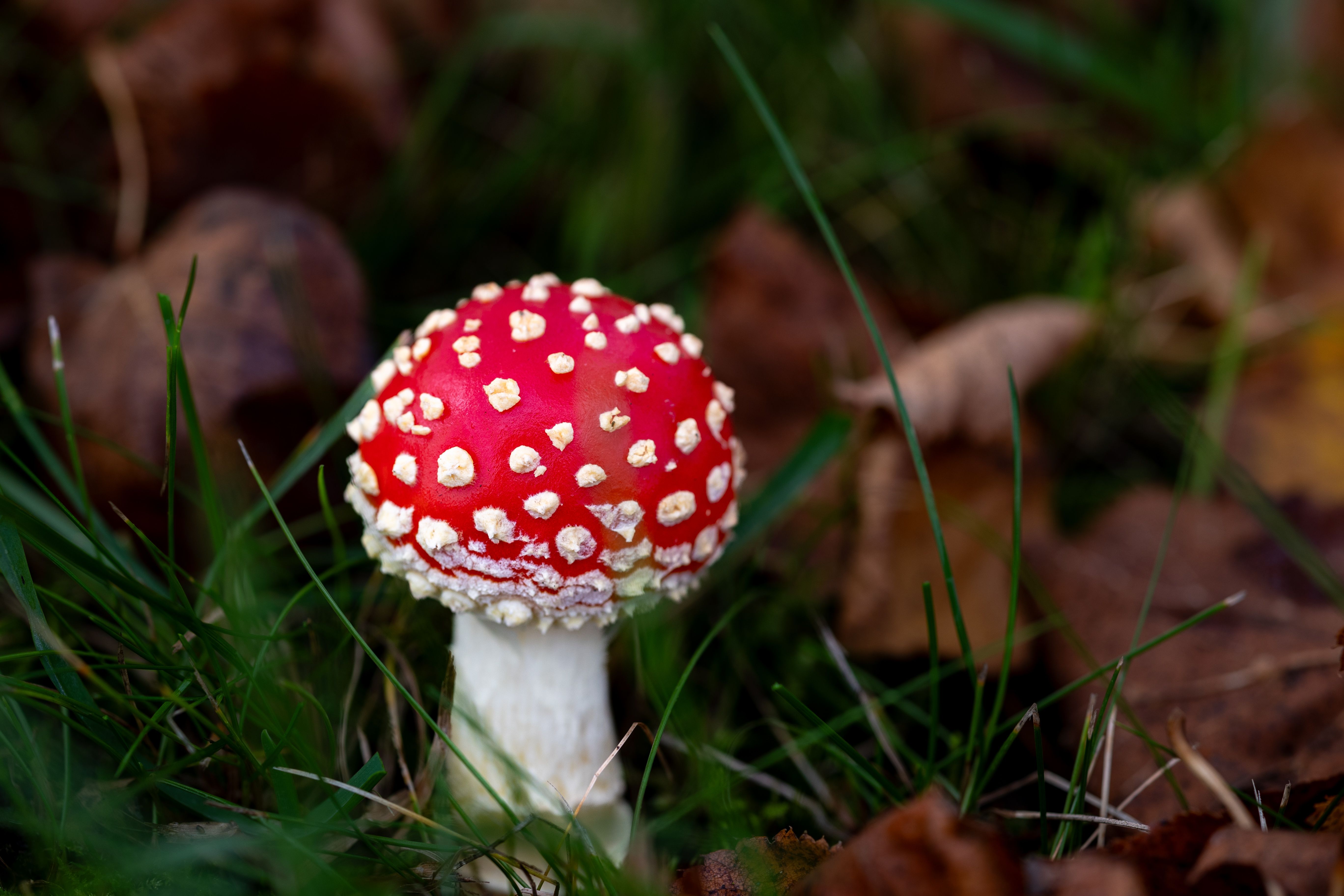 Seta Amanita Muscaria Vibrante En Entorno Forestal · Foto de stock gratuita