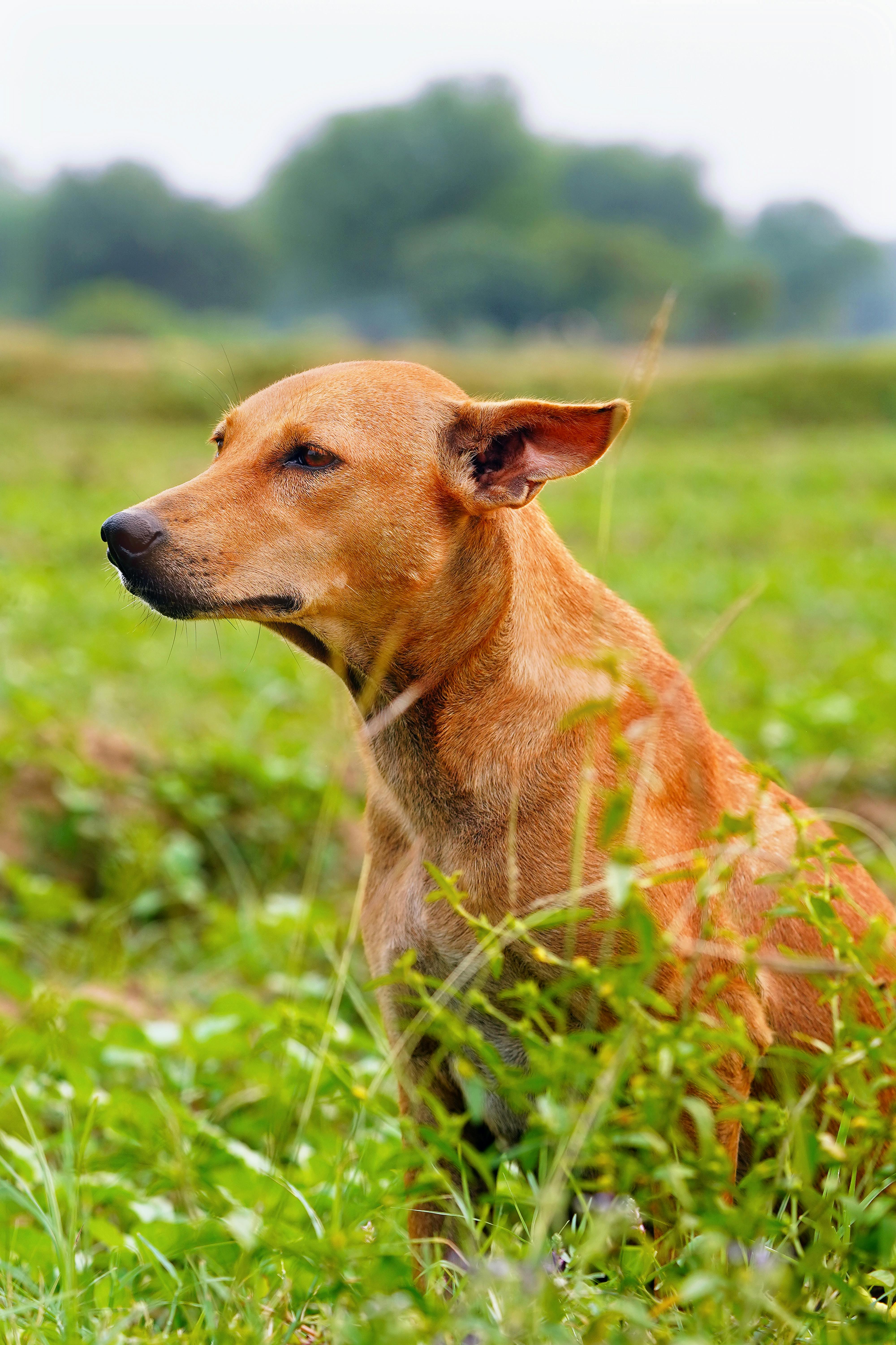 Animal Head Photos, Download The BEST Free Animal Head Stock Photos ...