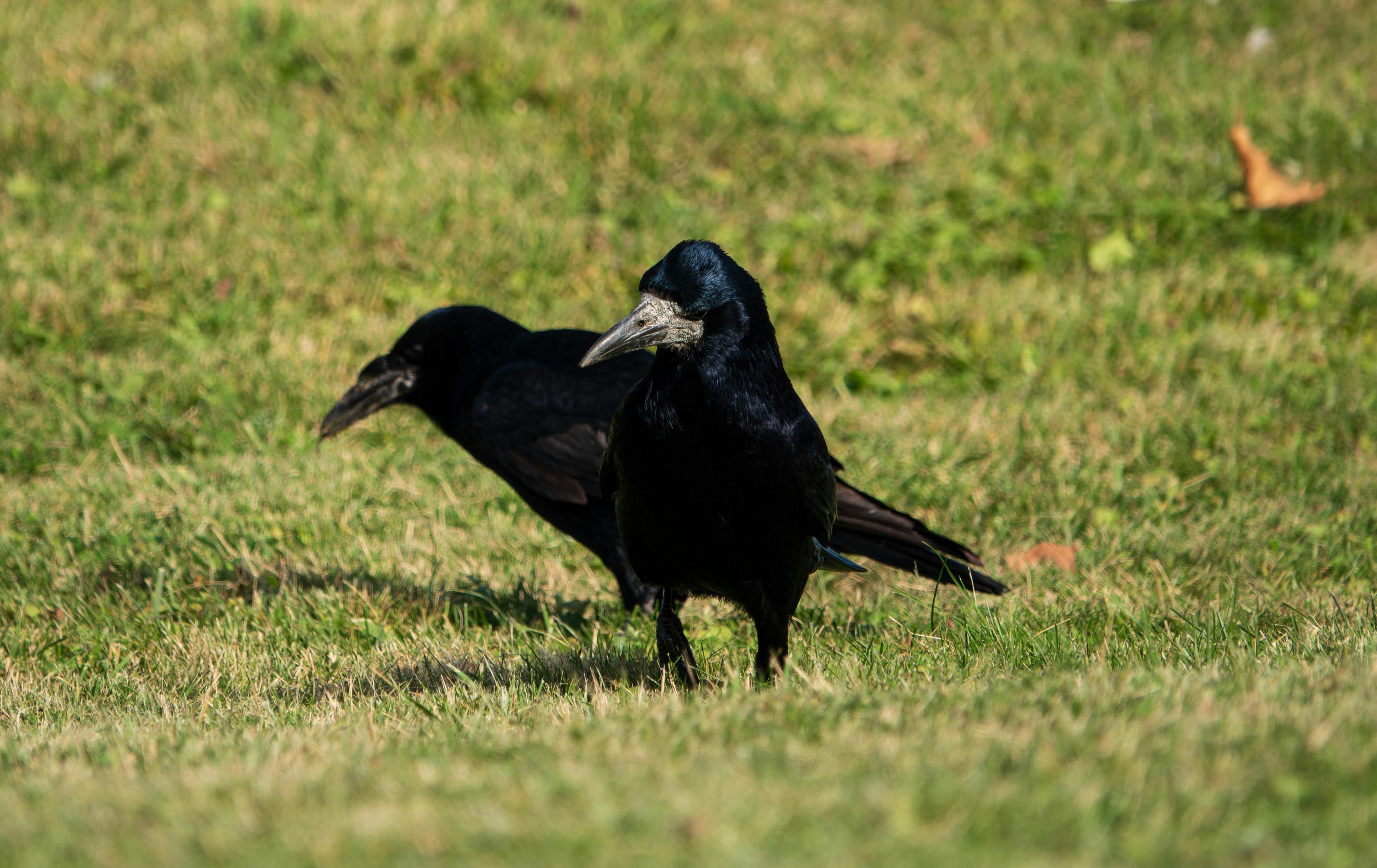 Crows Photos, Download The BEST Free Crows Stock Photos & HD Images