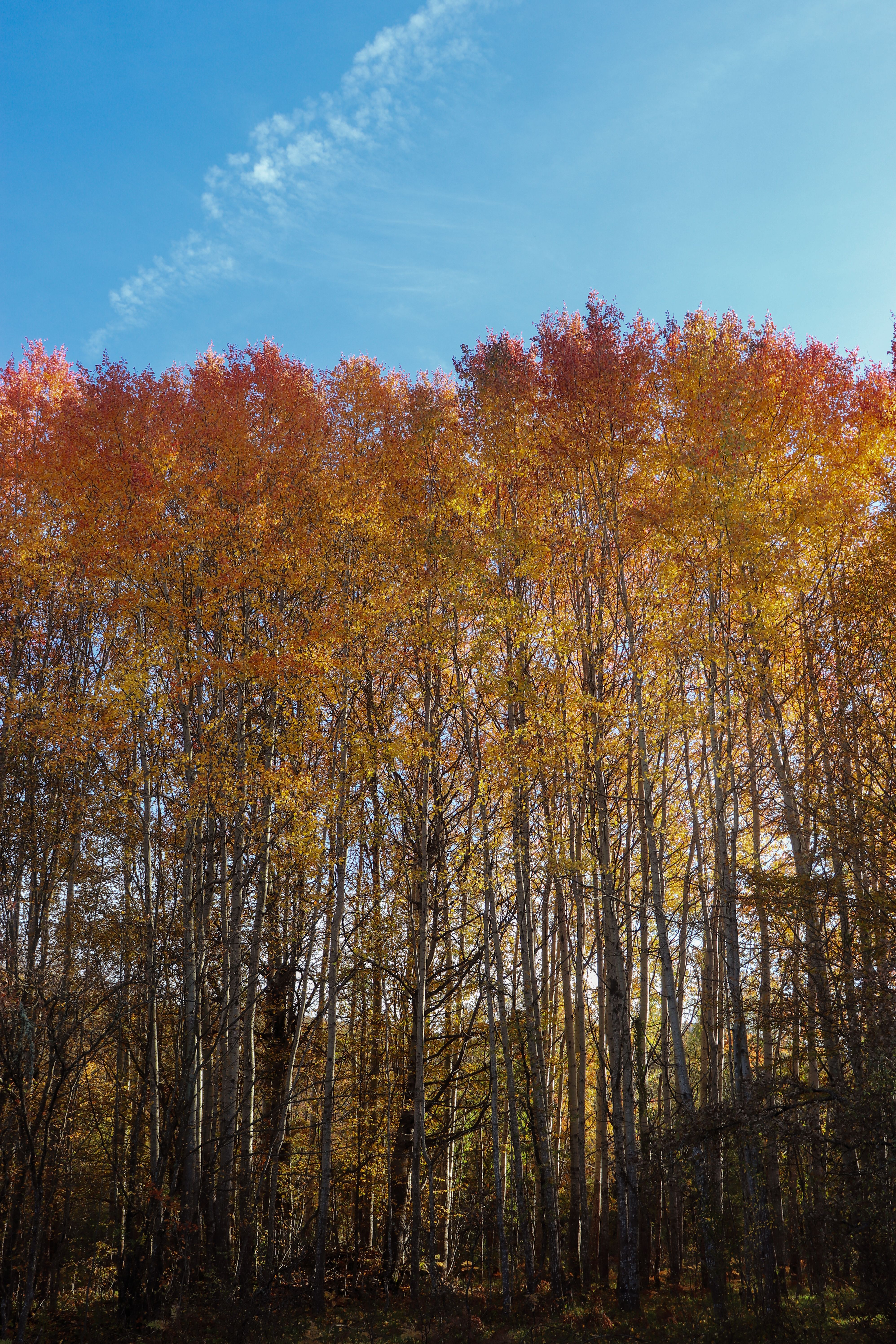 Bright Autumn Forest with Tall Trees · Free Stock Photo