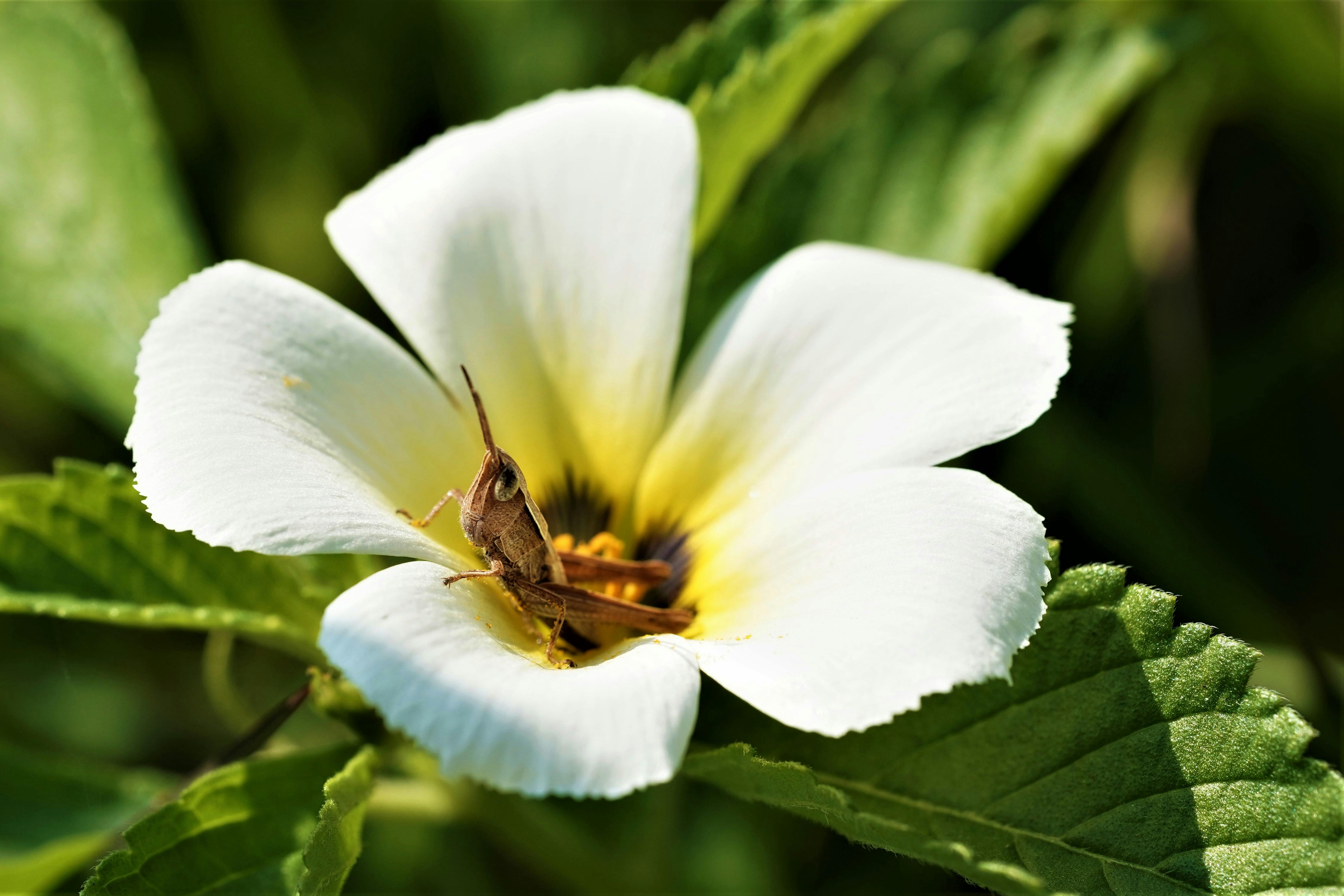 Grasshopper Resting on White Flower Petal · Free Stock Photo