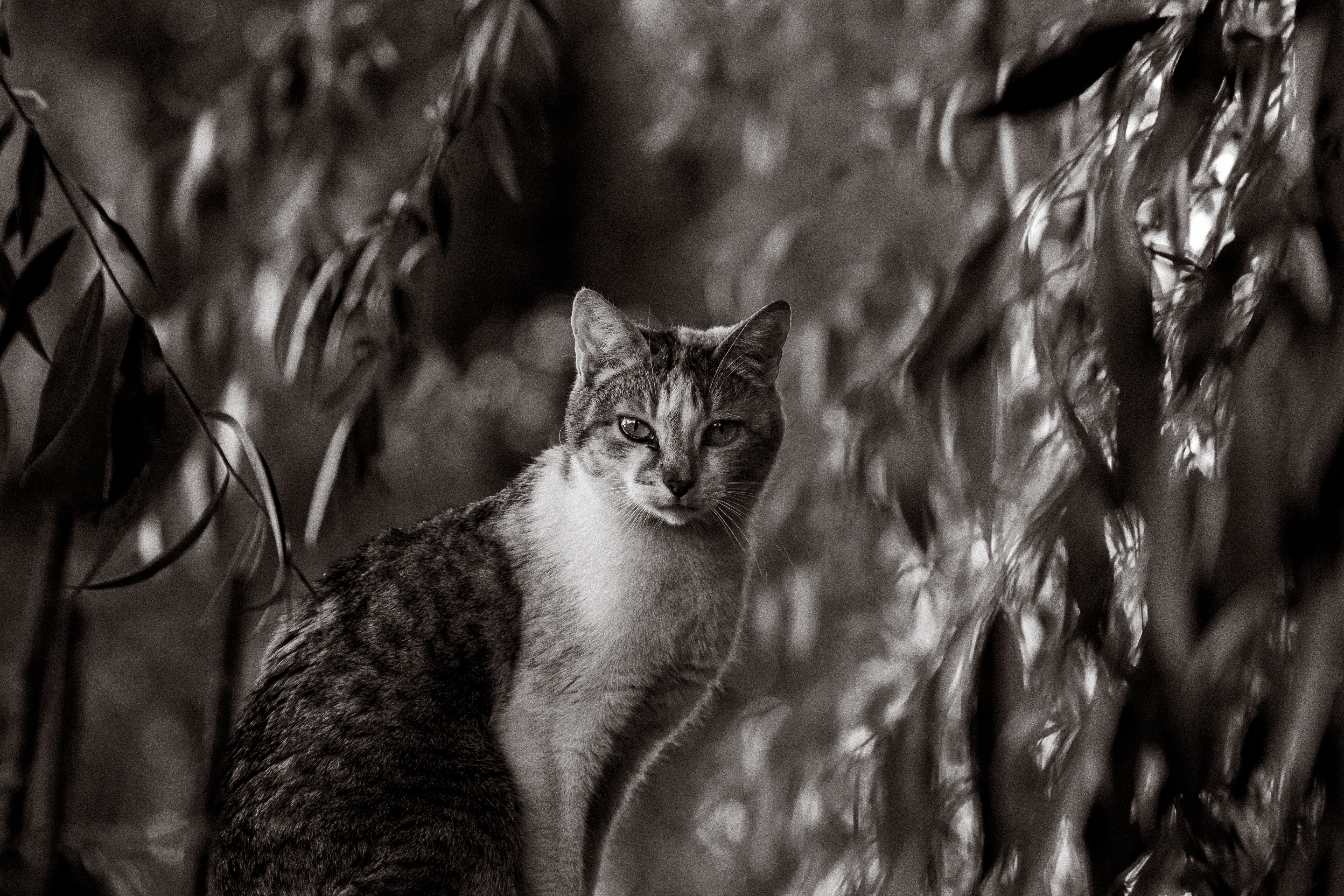 Cat+Meme Photos, Download The BEST Free Cat+Meme Stock Photos & HD Images