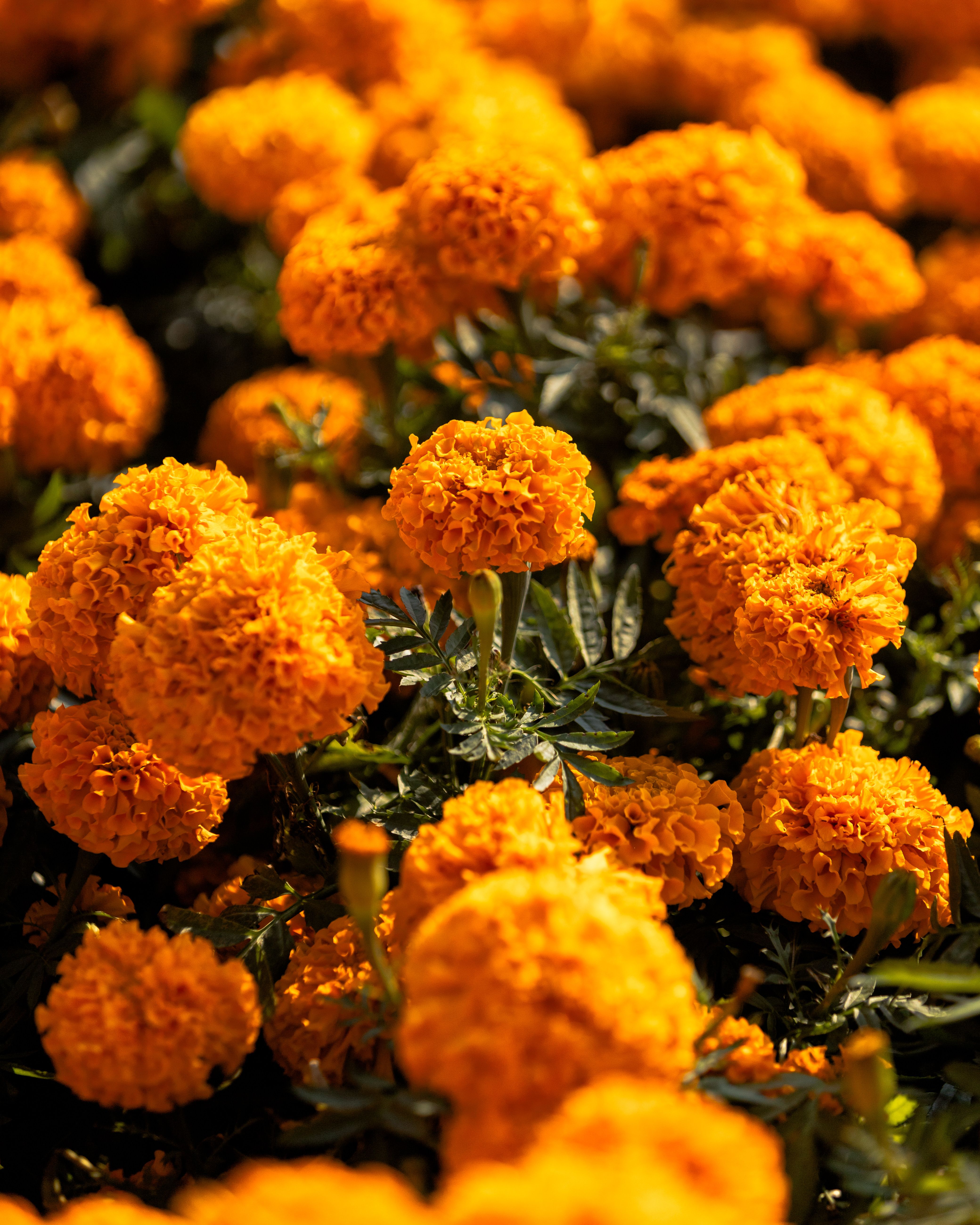 Vibrant Cempasuchil Flowers in Chiapas, Mexico · Free Stock Photo