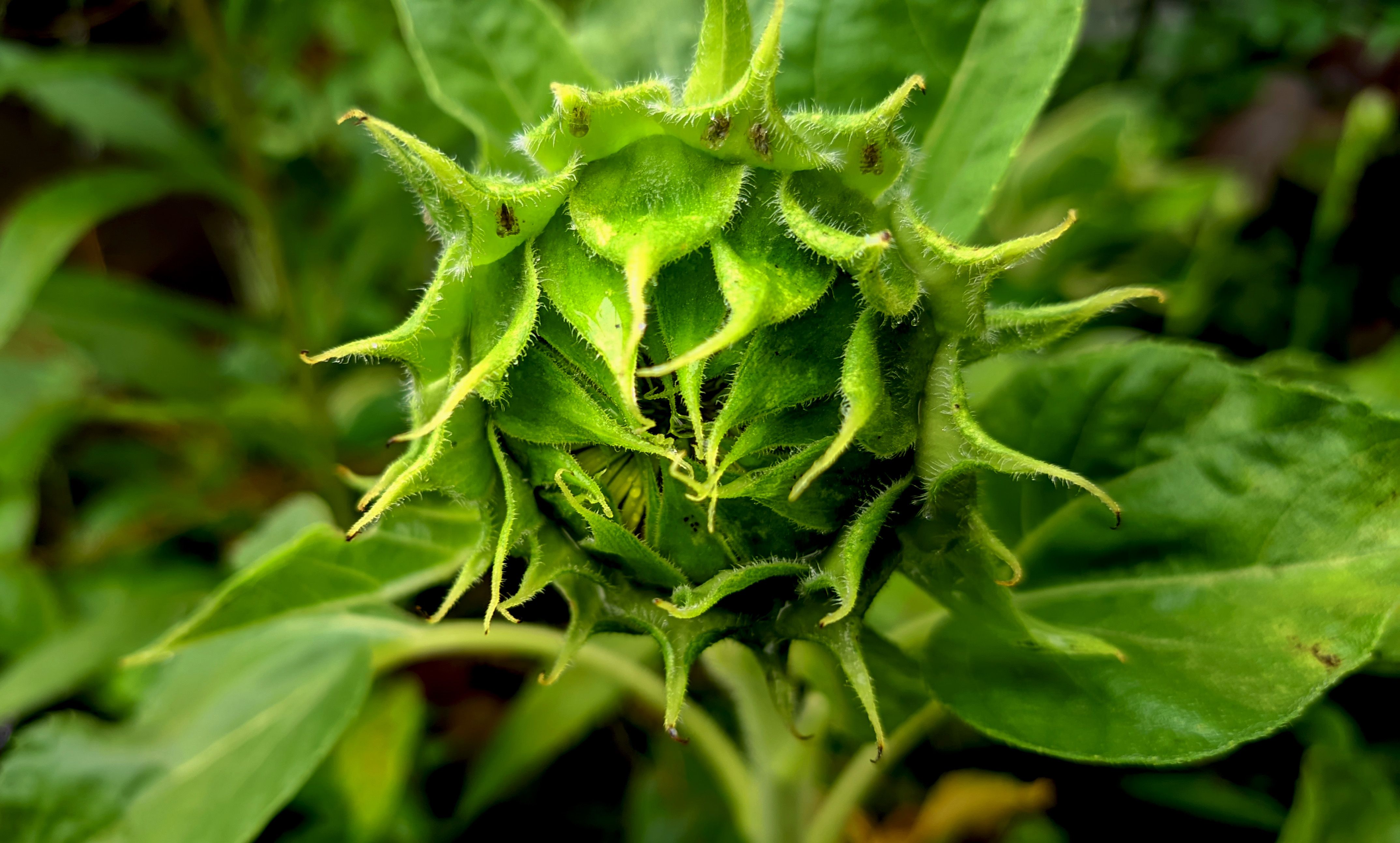 Close-Up of Sunflower Bud in Garden Setting · Free Stock Photo