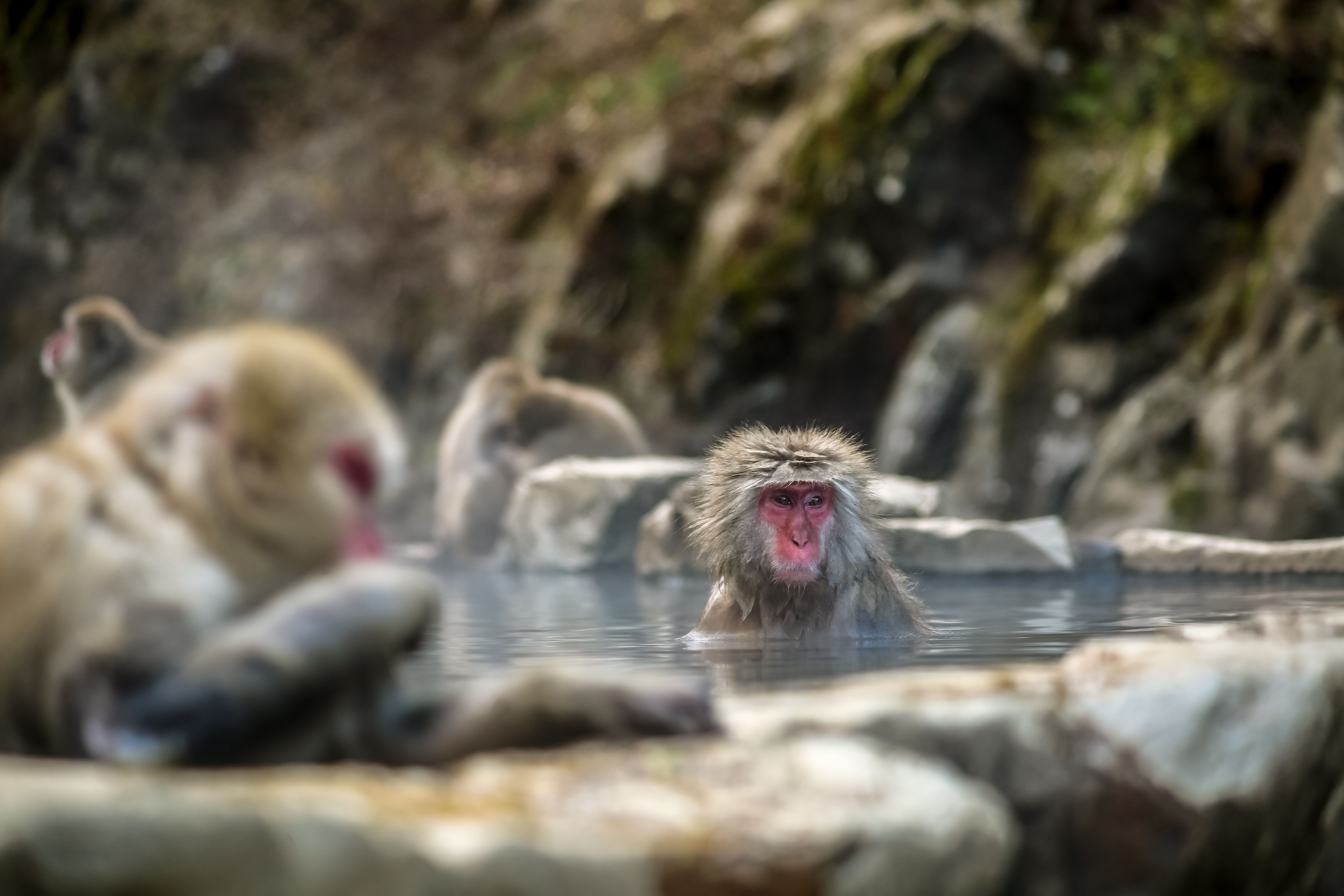 Japanese Snow Monkeys in Hot Spring Bath · Free Stock Photo