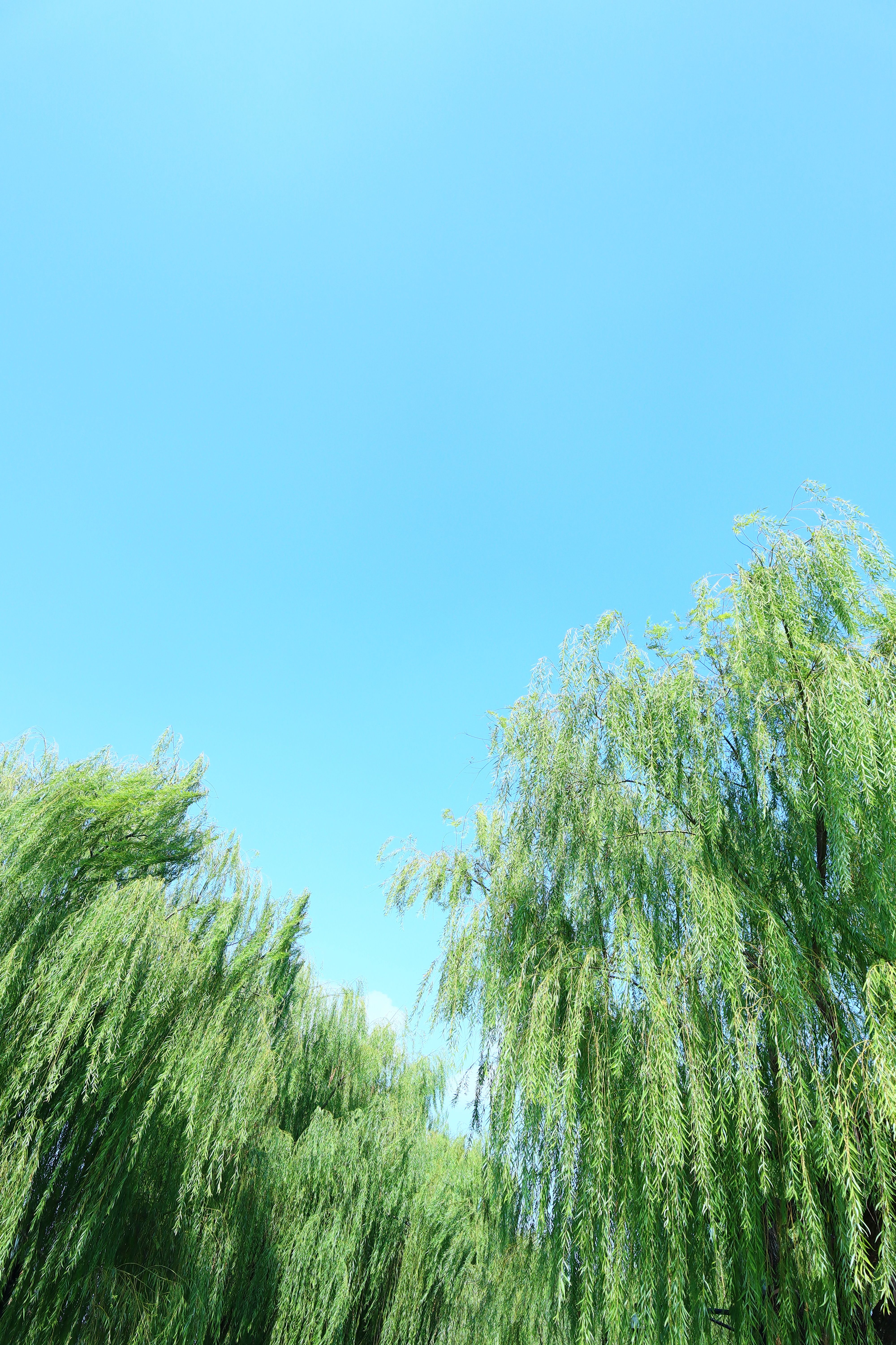 Serene Scene of Lush Green Weeping Willow Trees · Free Stock Photo