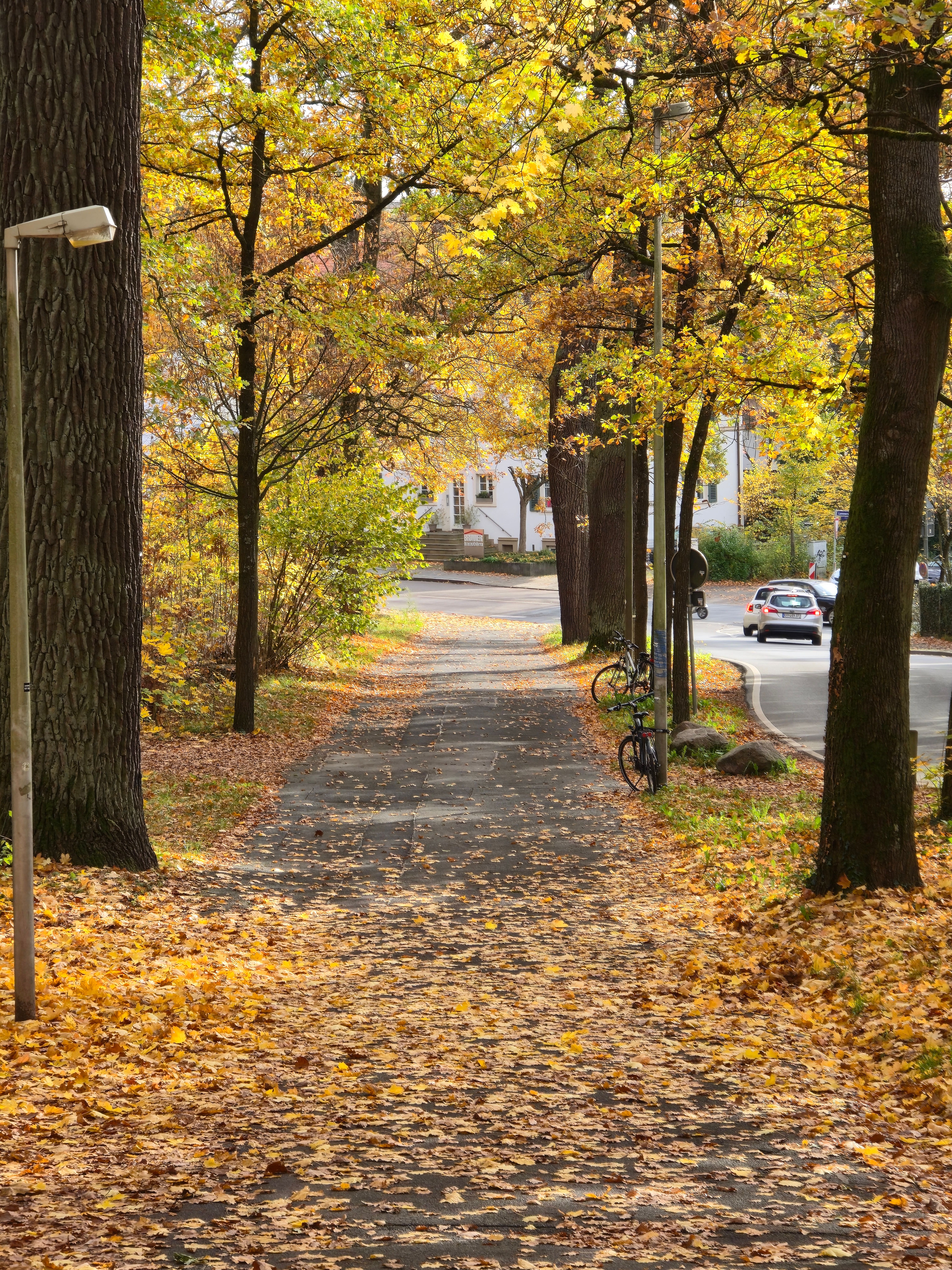 Peaceful Autumn Walkway with Falling Leaves · Free Stock Photo