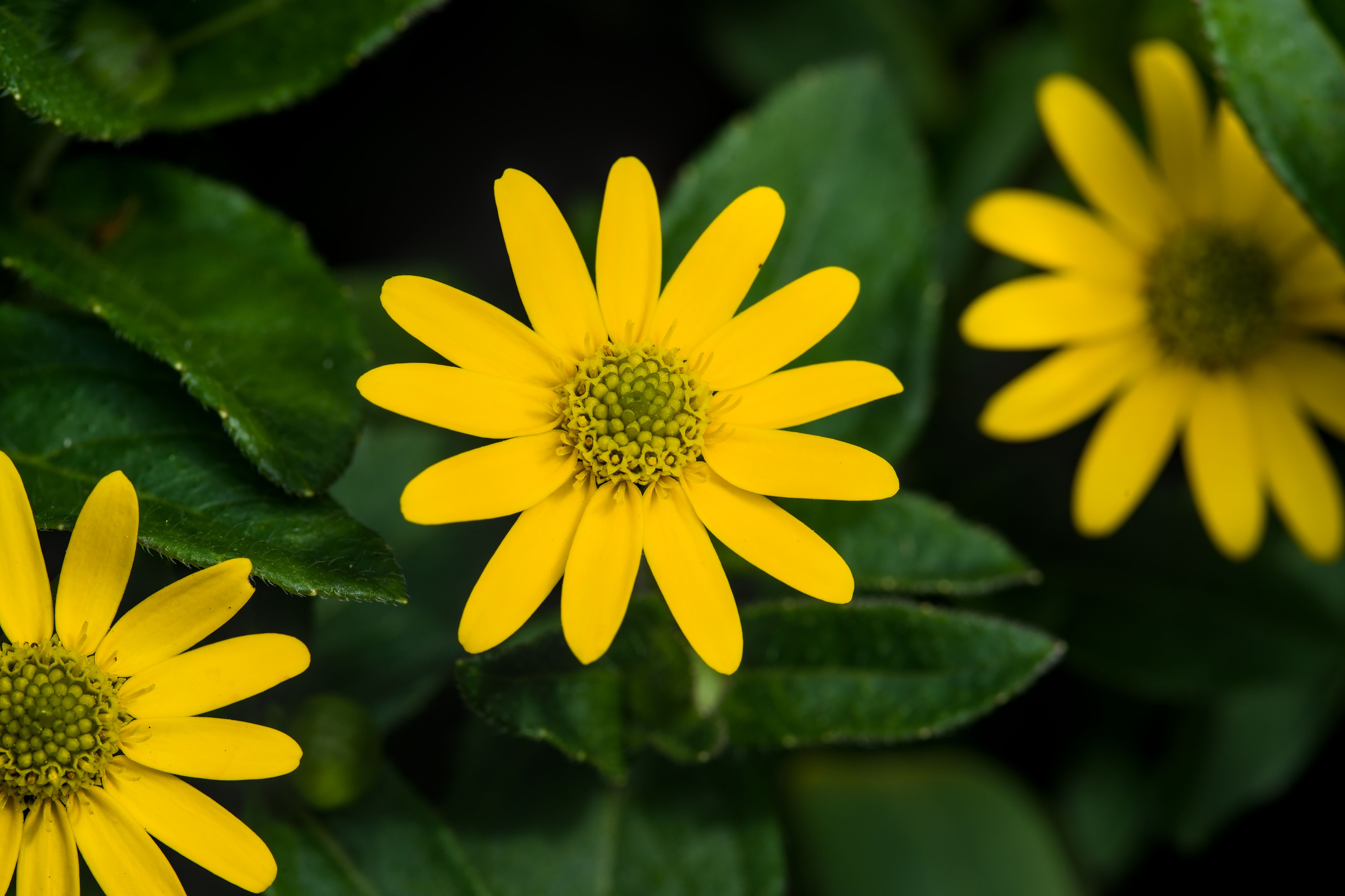 Bunga Aster Kuning Cerah Dengan Daun Hijau · Foto Stok Gratis