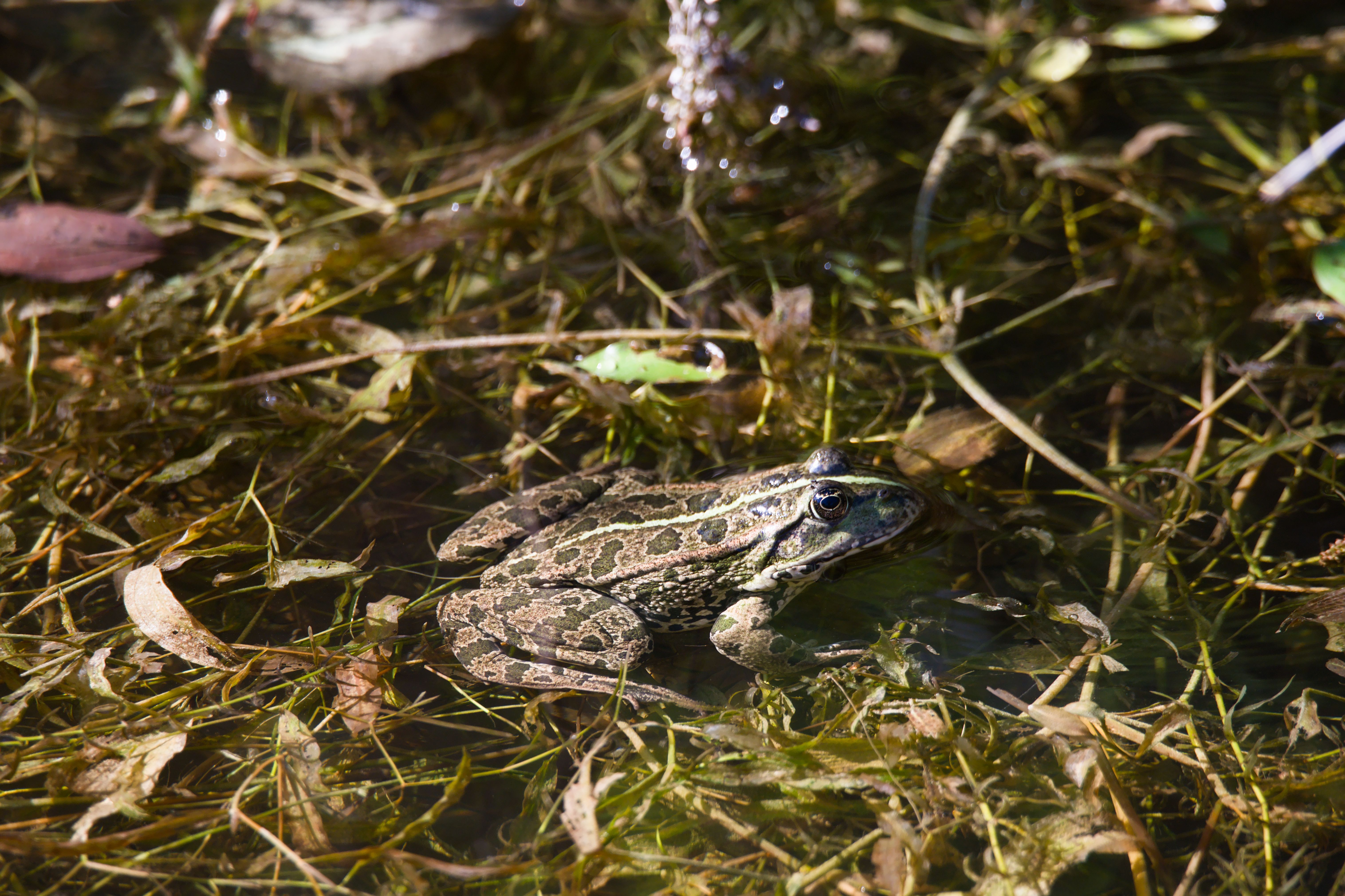 Close-Up of European Frog in Natural Habitat · Free Stock Photo