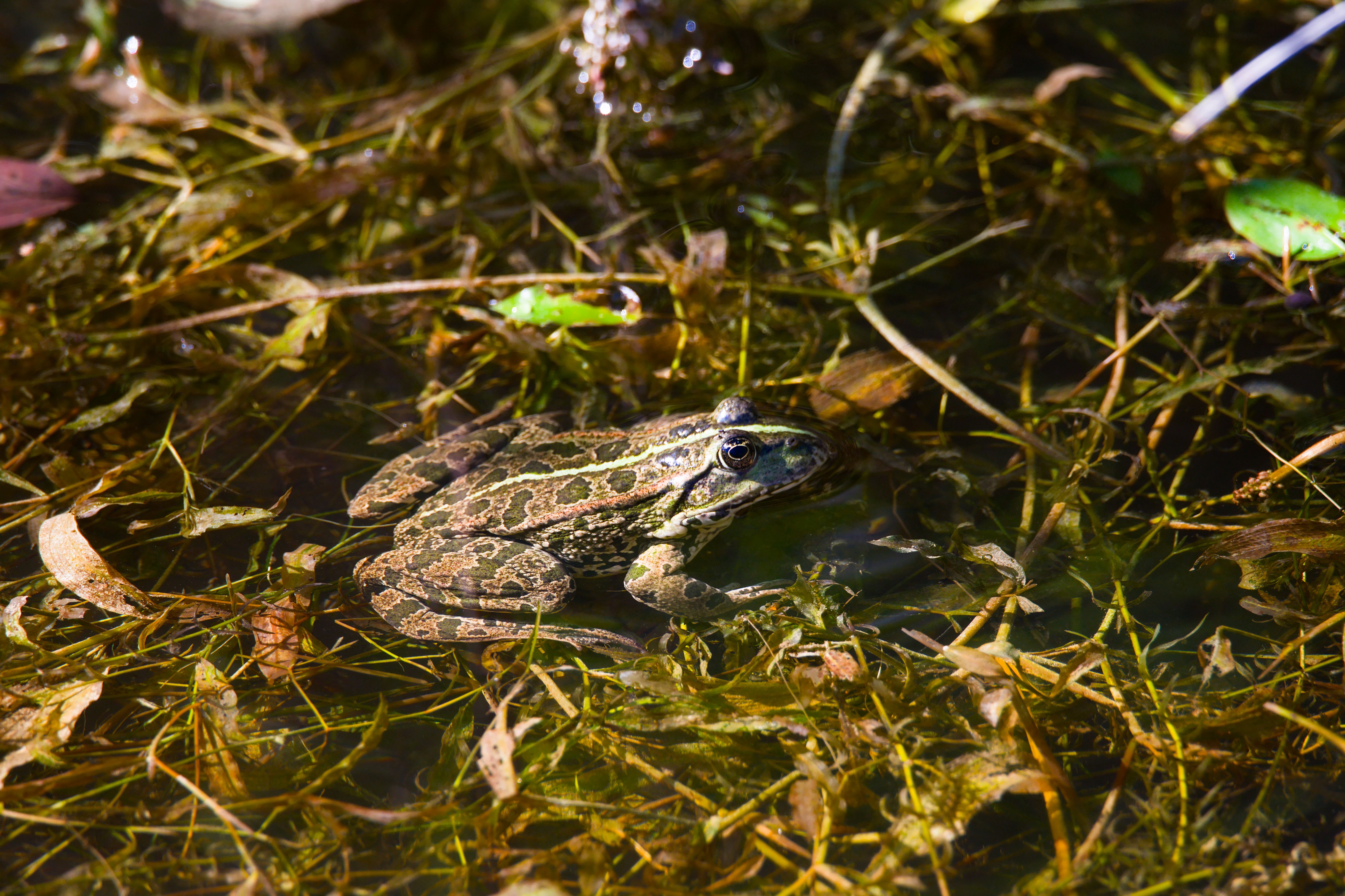 European Green Frog in Natural Pond Habitat · Free Stock Photo