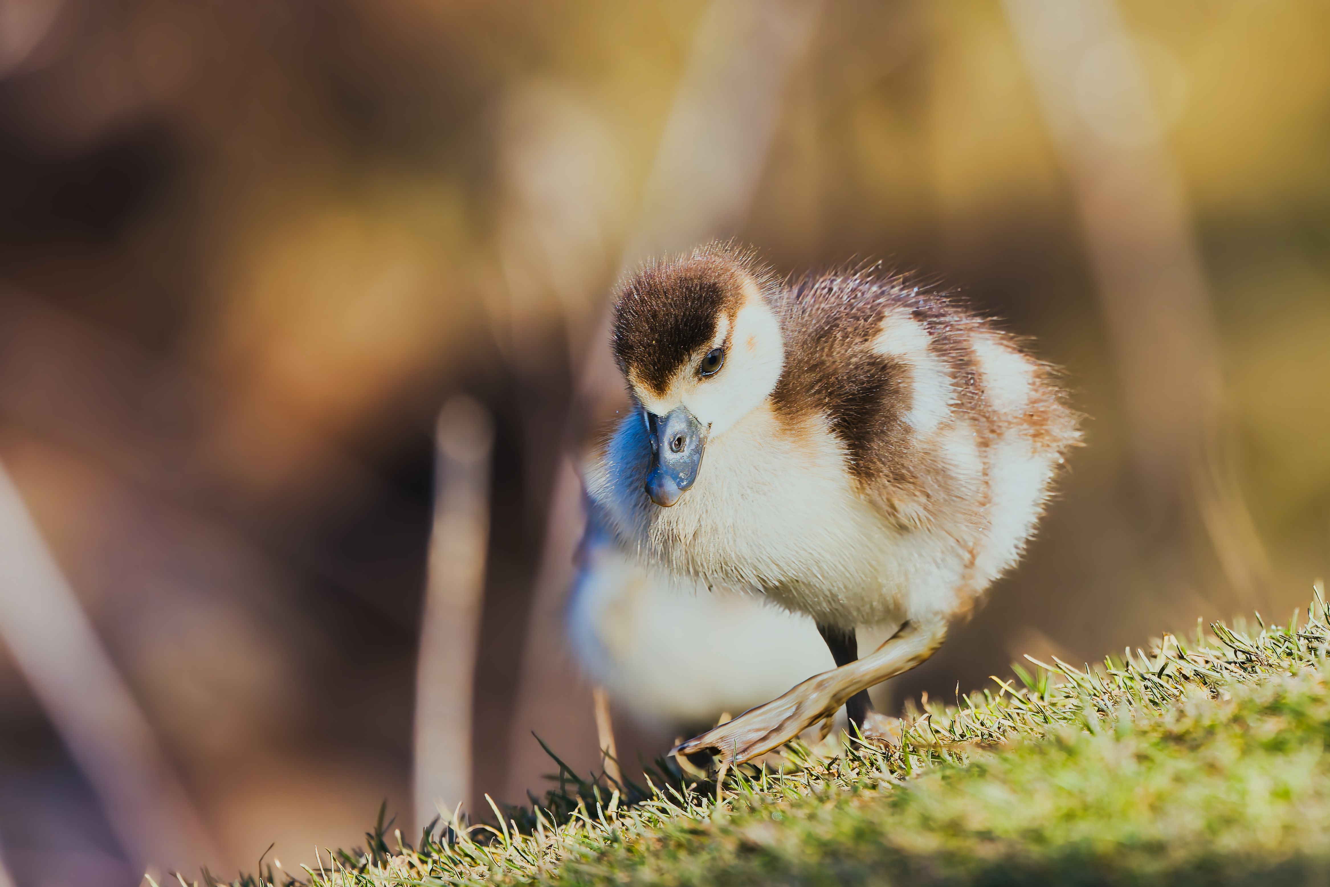 2,000+ Best Chick Photos · 100% Free Download · Pexels Stock Photos