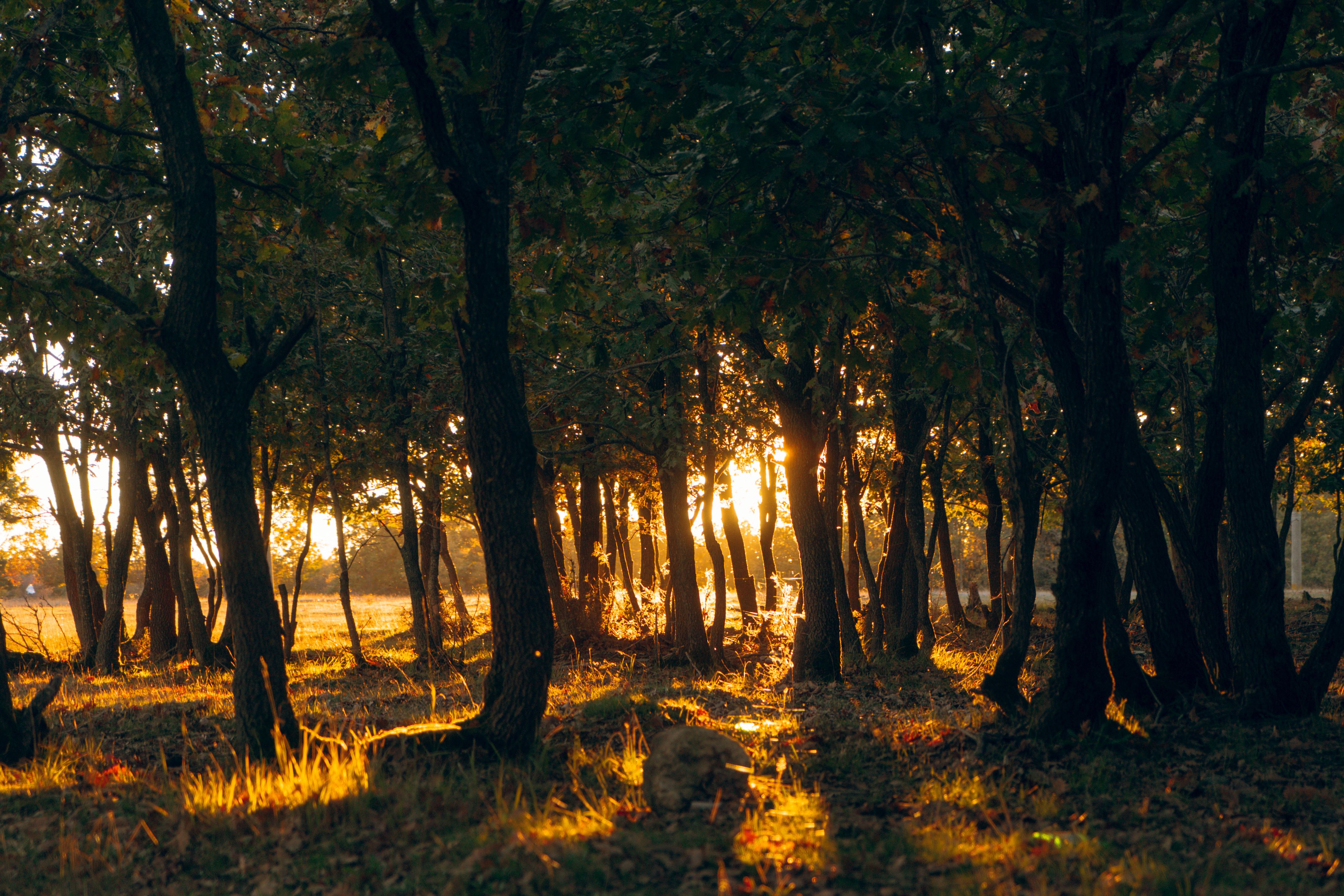 Sunset through Forest Trees with Golden Rays · Free Stock Photo