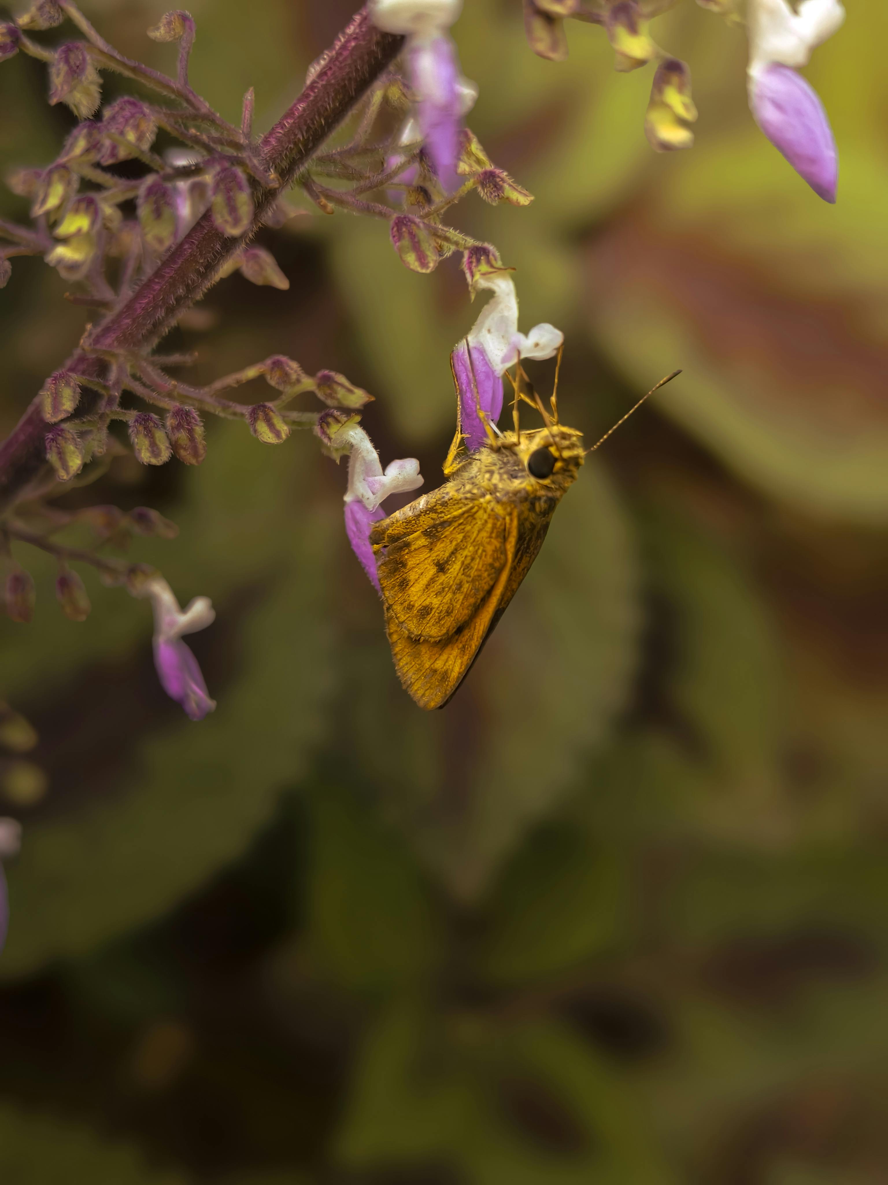 Moth Photos, Download The BEST Free Moth Stock Photos & HD Images