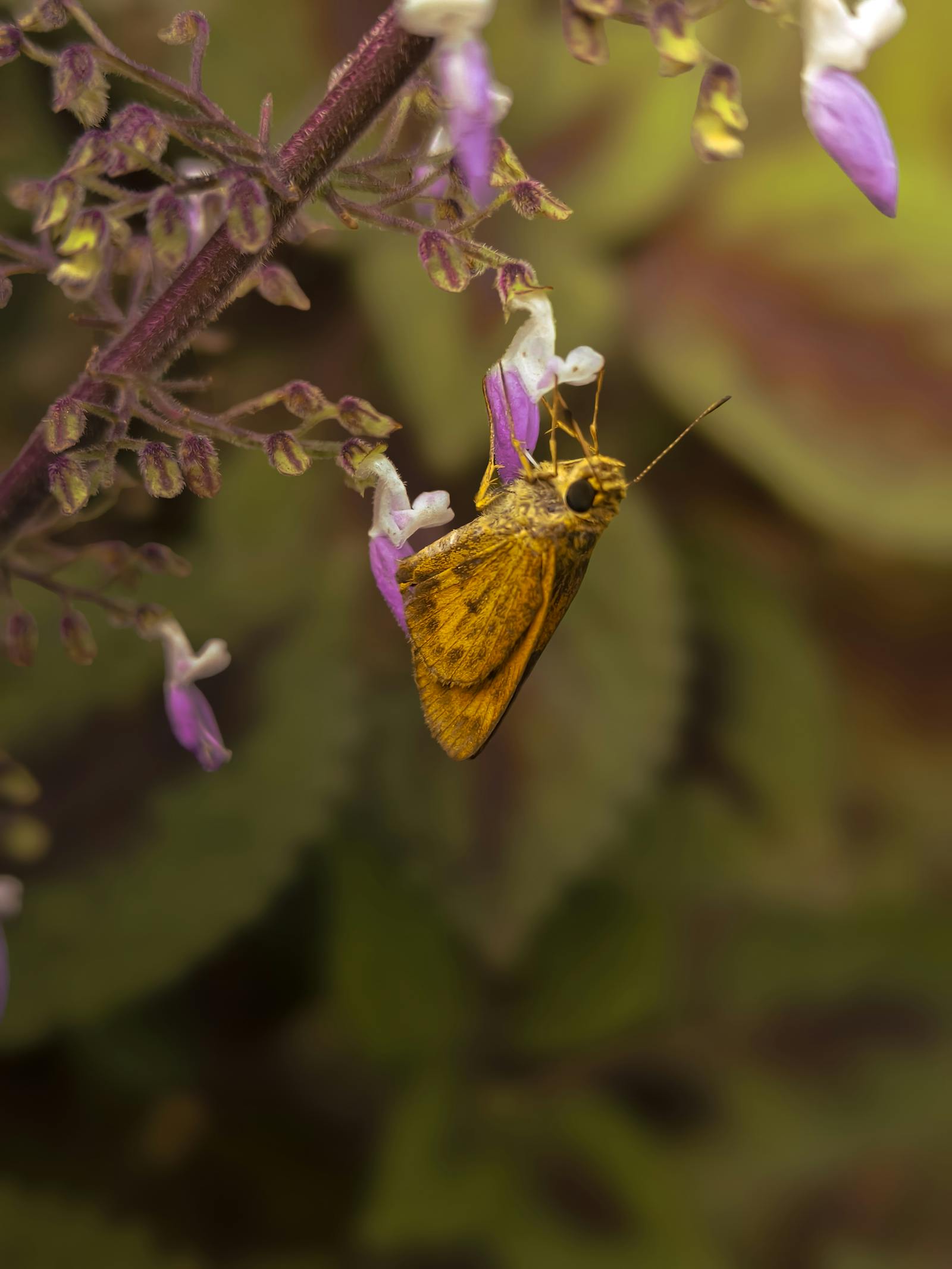 Moth Photos, Download The BEST Free Moth Stock Photos & HD Images