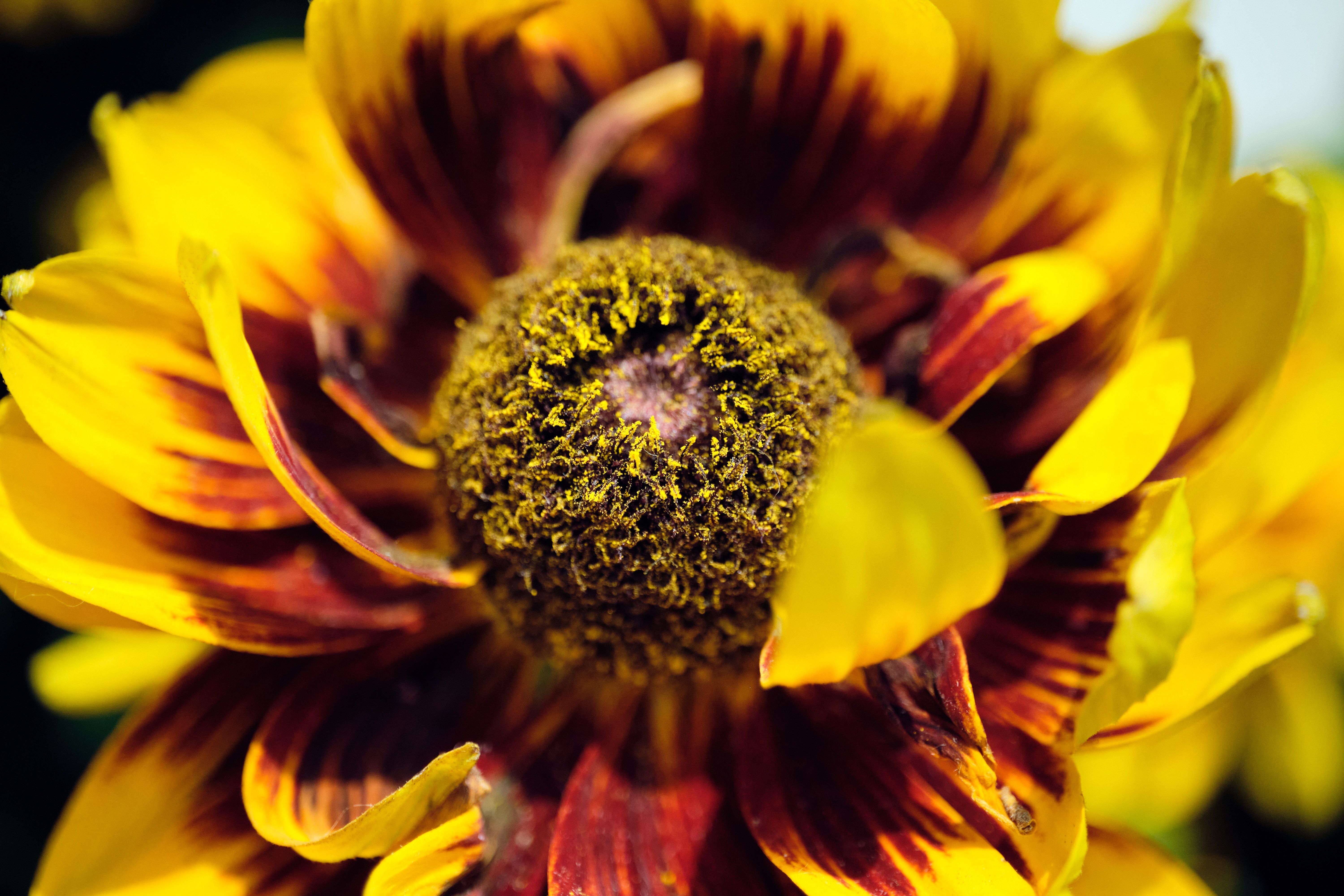 Yellow And Red Background Photos, Download The BEST Free Yellow And Red ...