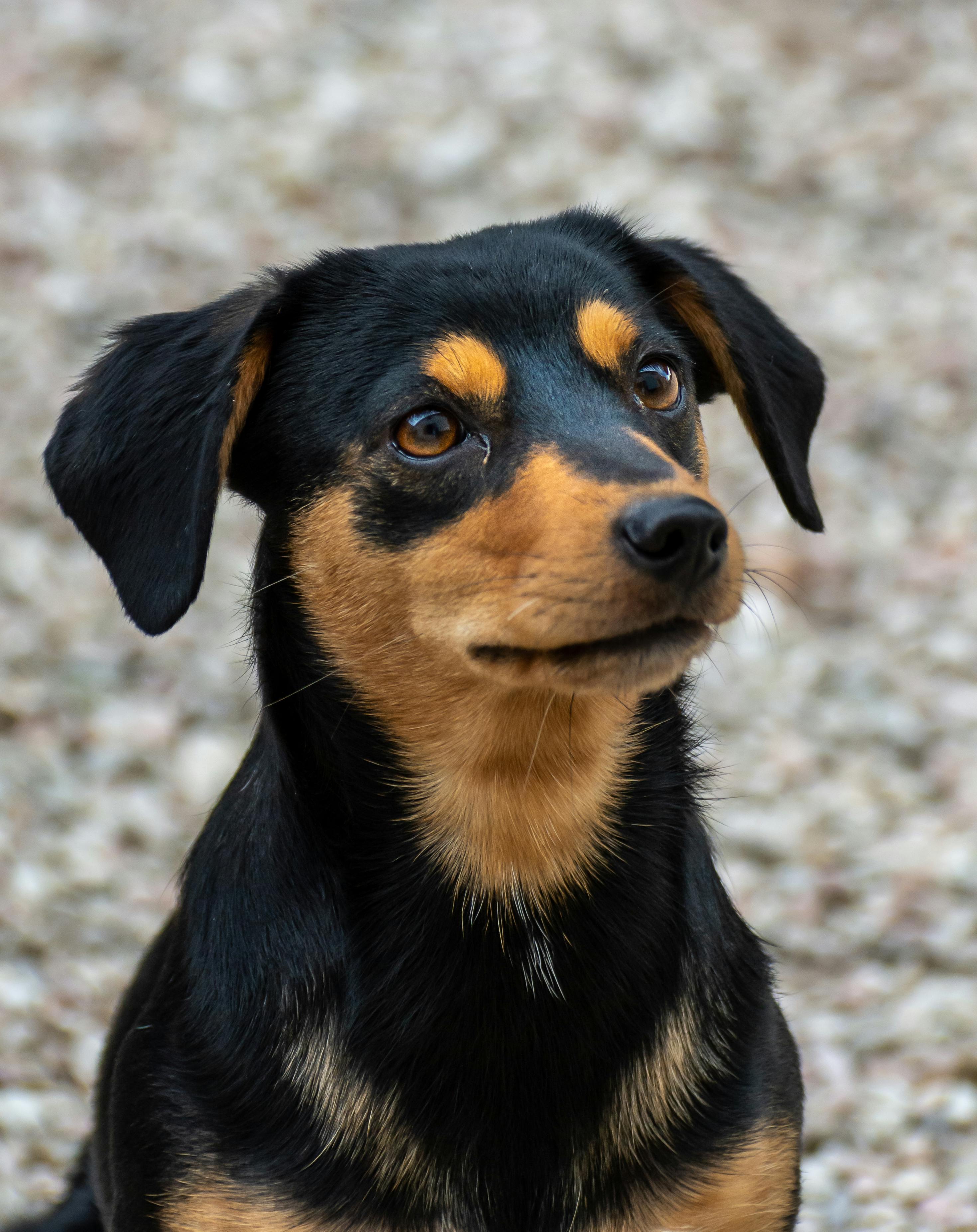 Black Bord Background Photos, Download The BEST Free Black Bord ...