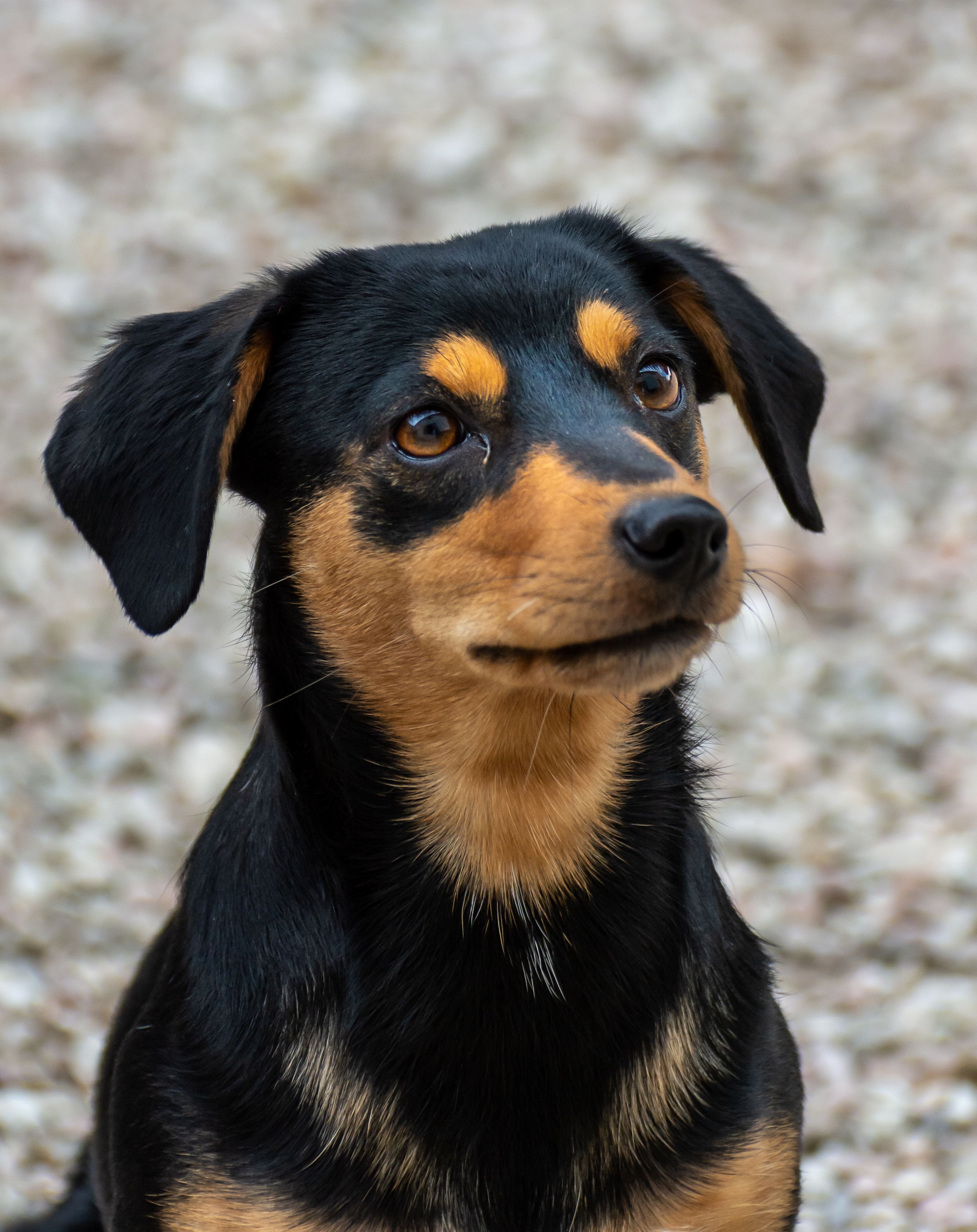 Portrait D'un Adorable Chien Noir Et Feu Assis · Photo gratuite