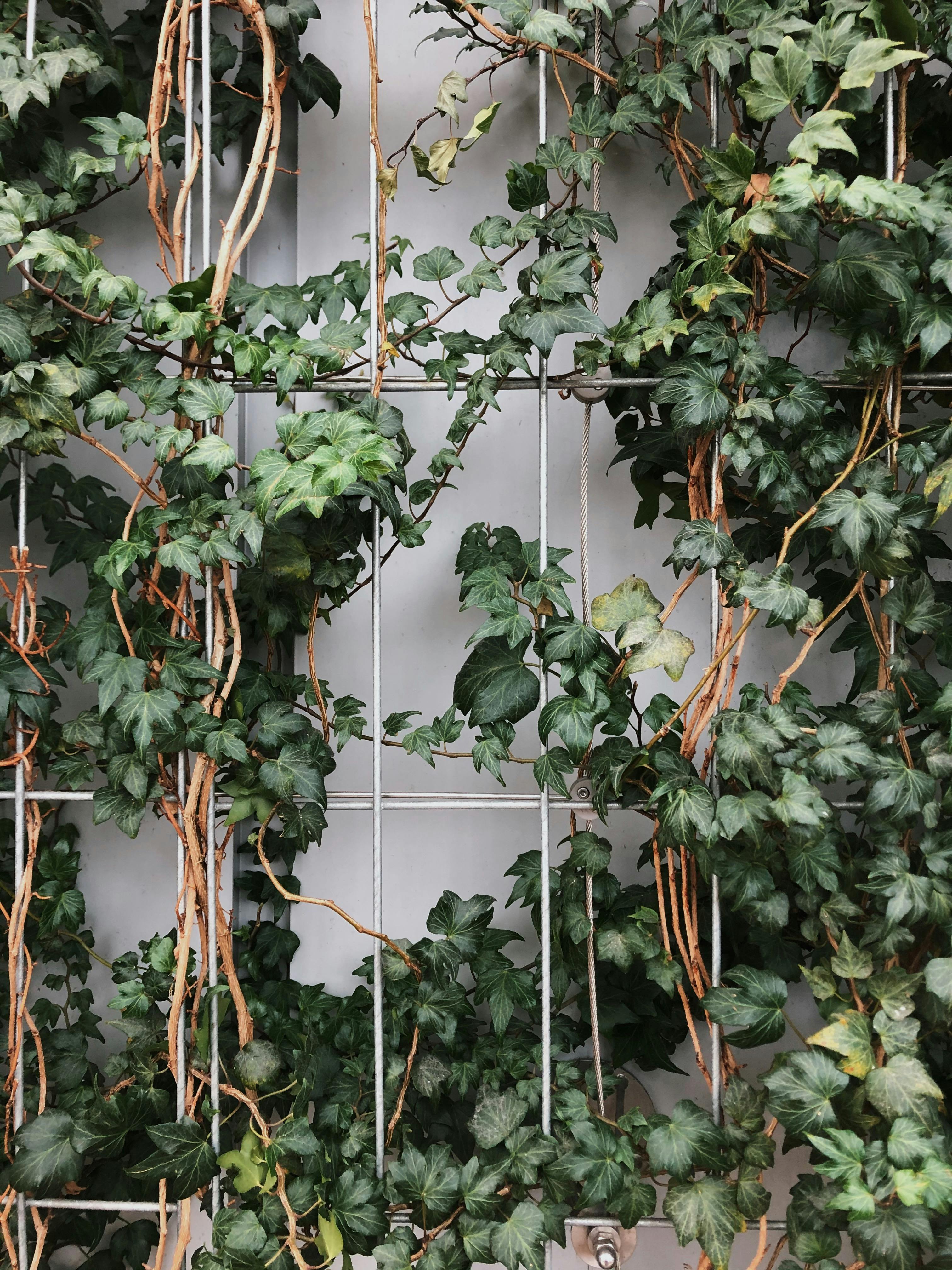 1000+ Great Climbing Plants Photos Pexels · Free Stock Photos