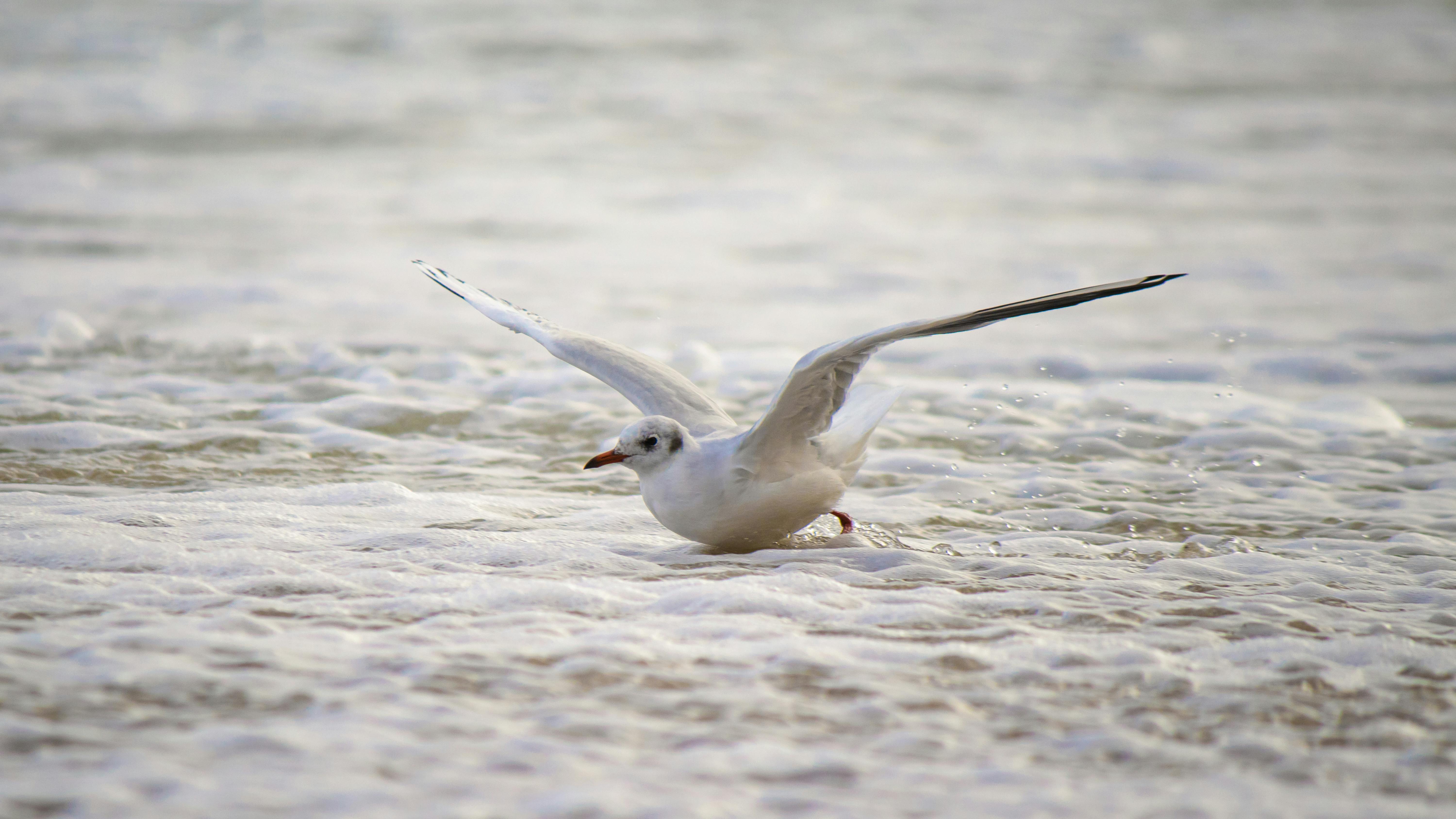 Seagull in Flight Over Ocean Waves · Free Stock Photo