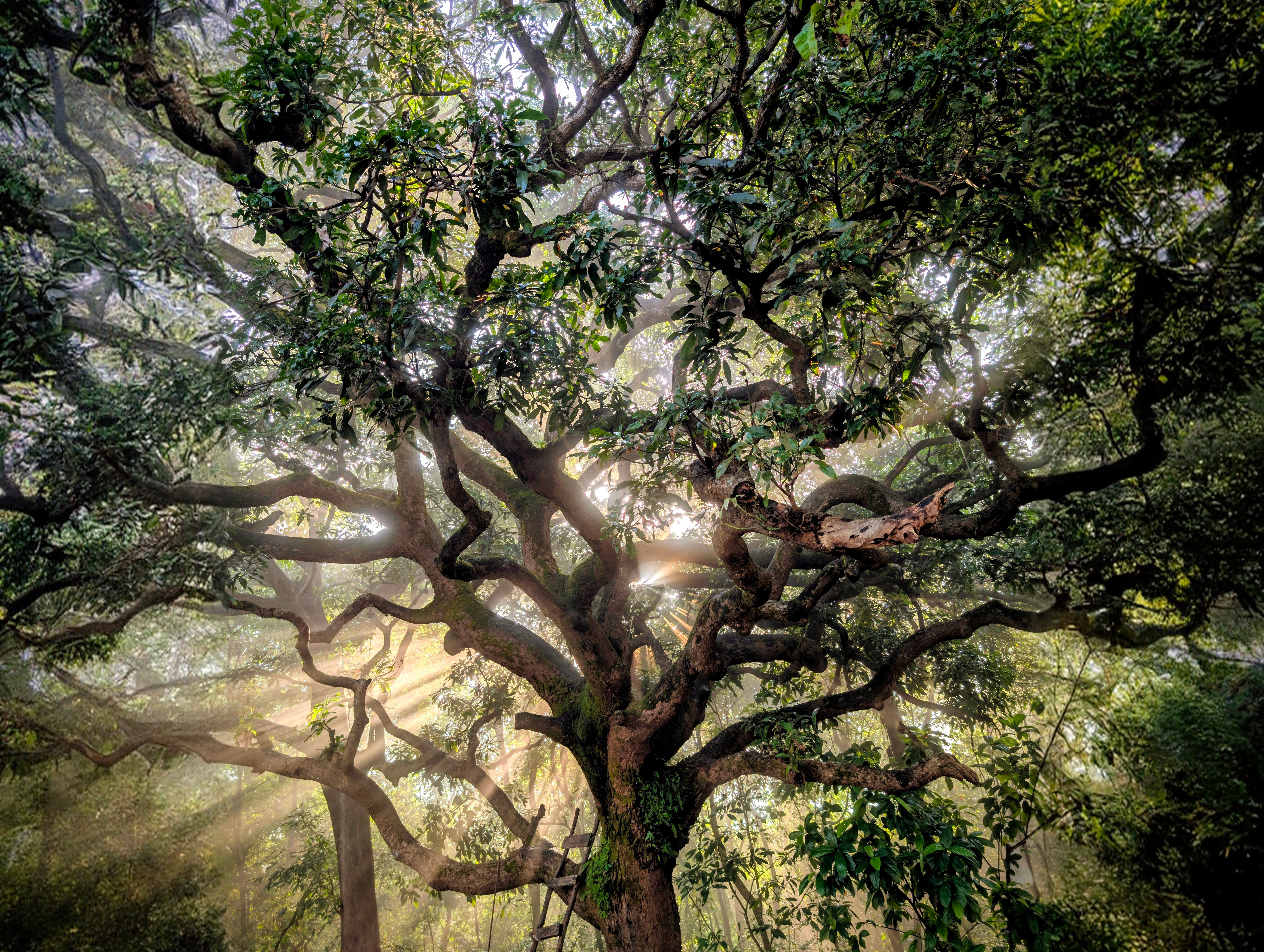 Indian Wood Photos, Download The BEST Free Indian Wood Stock Photos ...