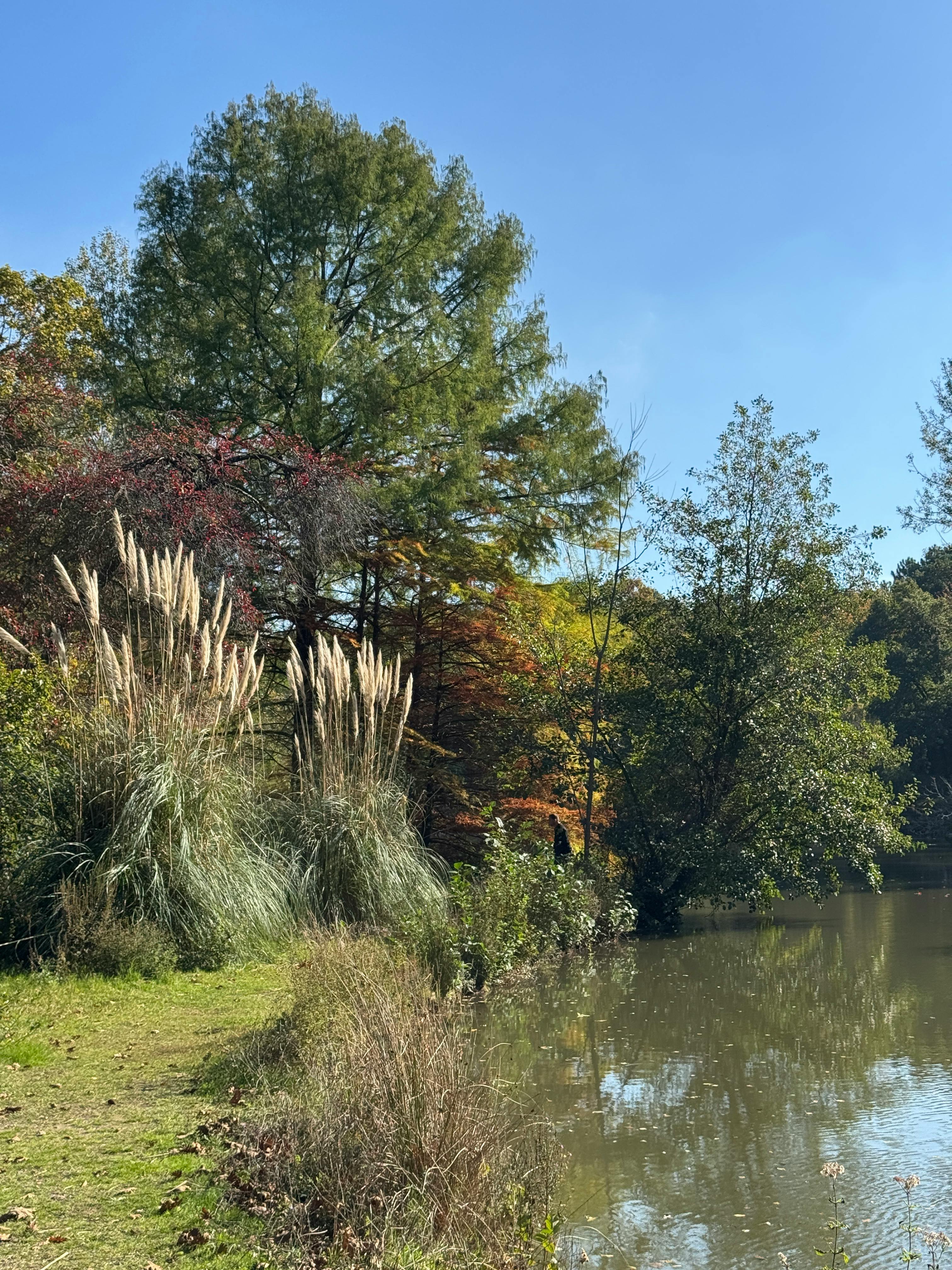 Scenic Autumn Lake in Bunkyo, Tokyo · Free Stock Photo