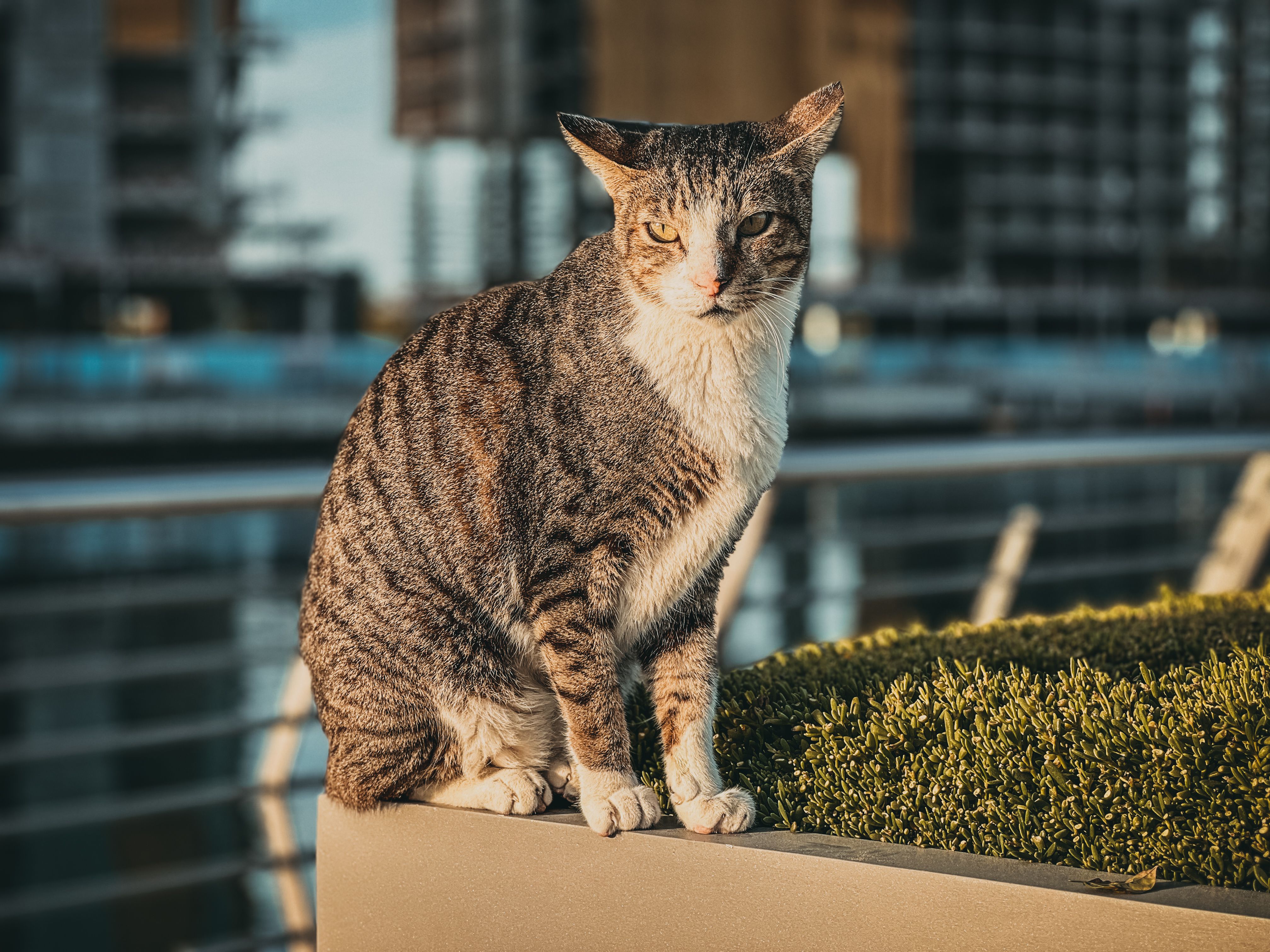 Middle Finger Cat Photos, Download The BEST Free Middle Finger Cat ...