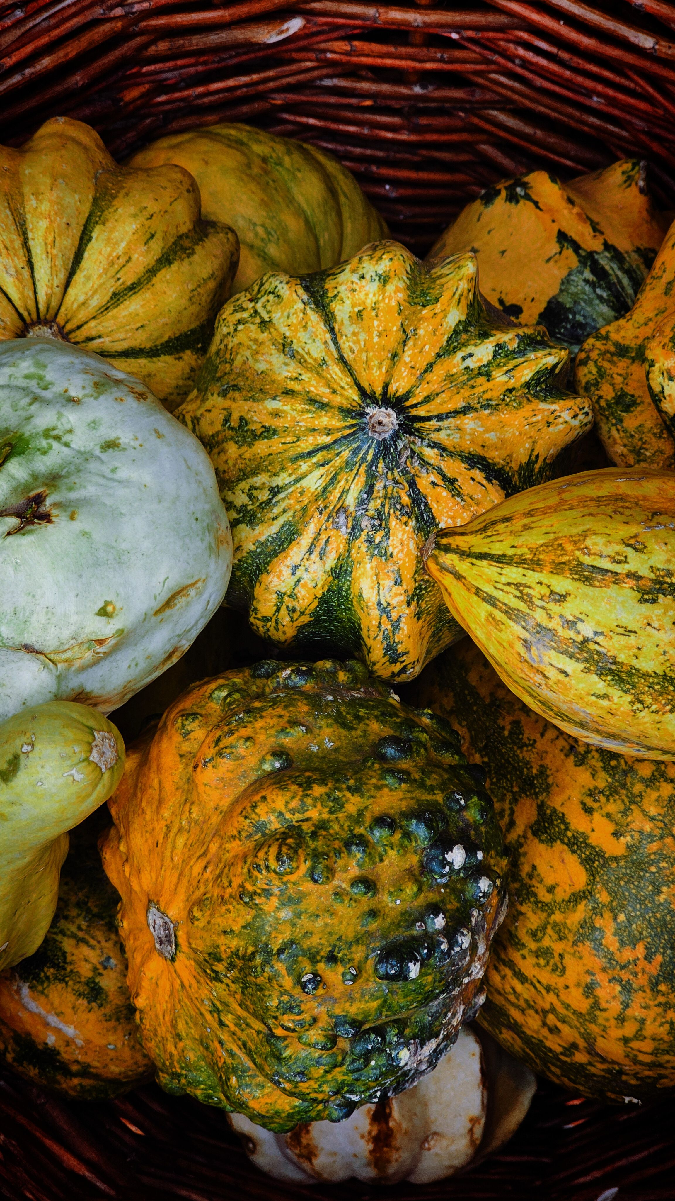 Vibrant Autumn Gourds in Bucharest, Romania · Free Stock Photo