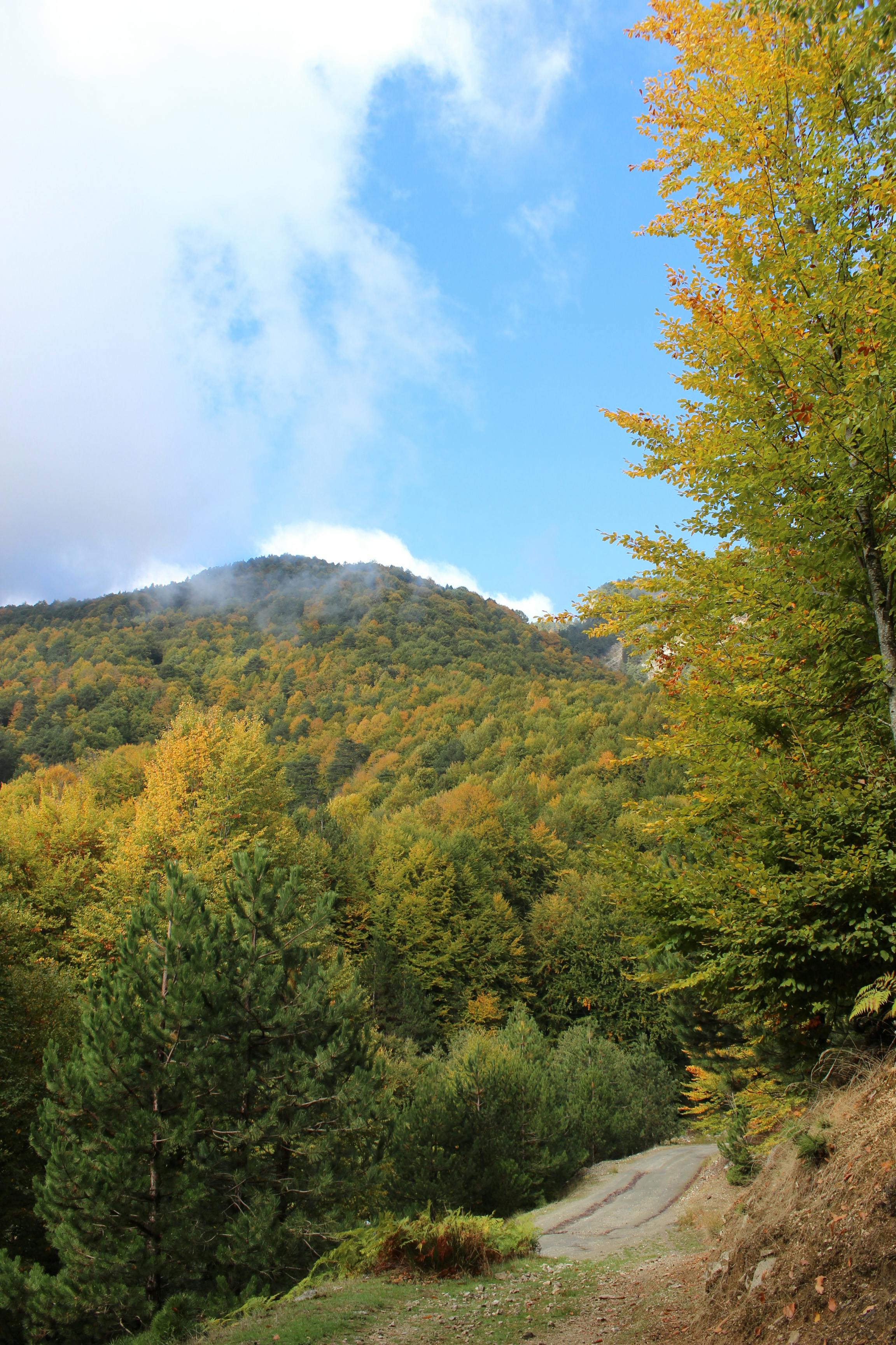 Sentier Forestier Pittoresque D'automne Avec Vue Sur La Montagne ...