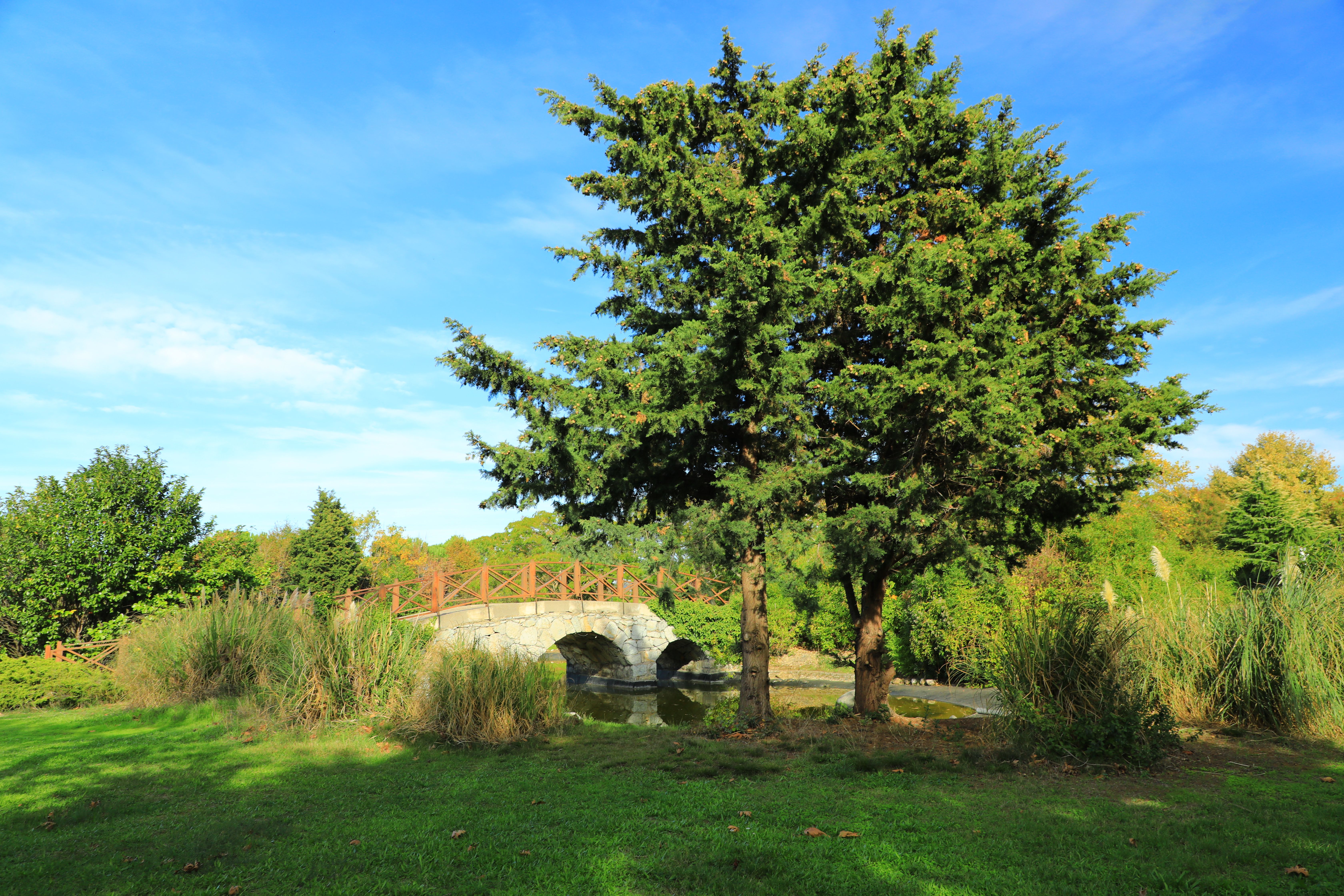 Tranquil Park Scene with Bridge and Trees · Free Stock Photo