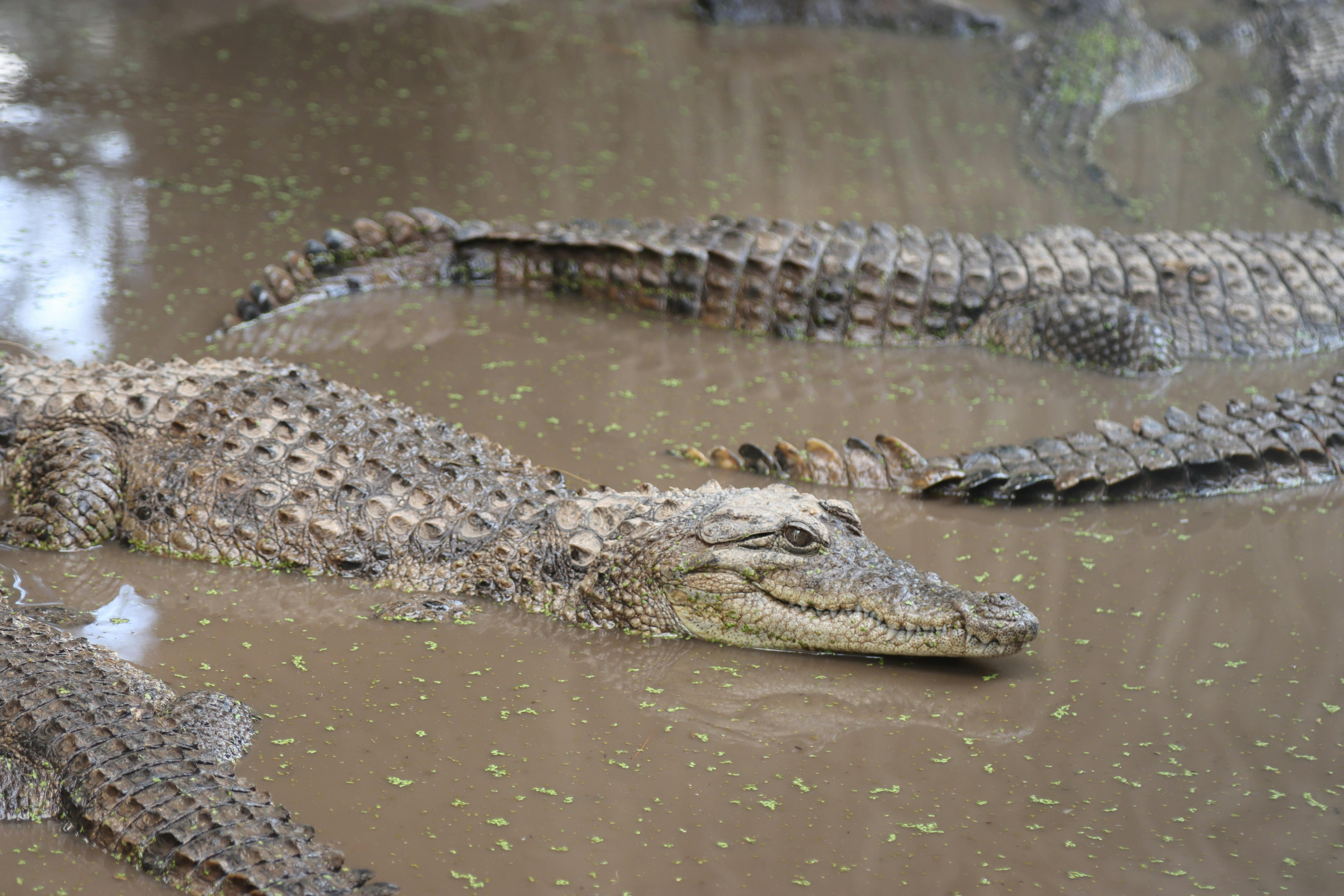 Crocodiles Resting in Muddy Water Habitat · Free Stock Photo