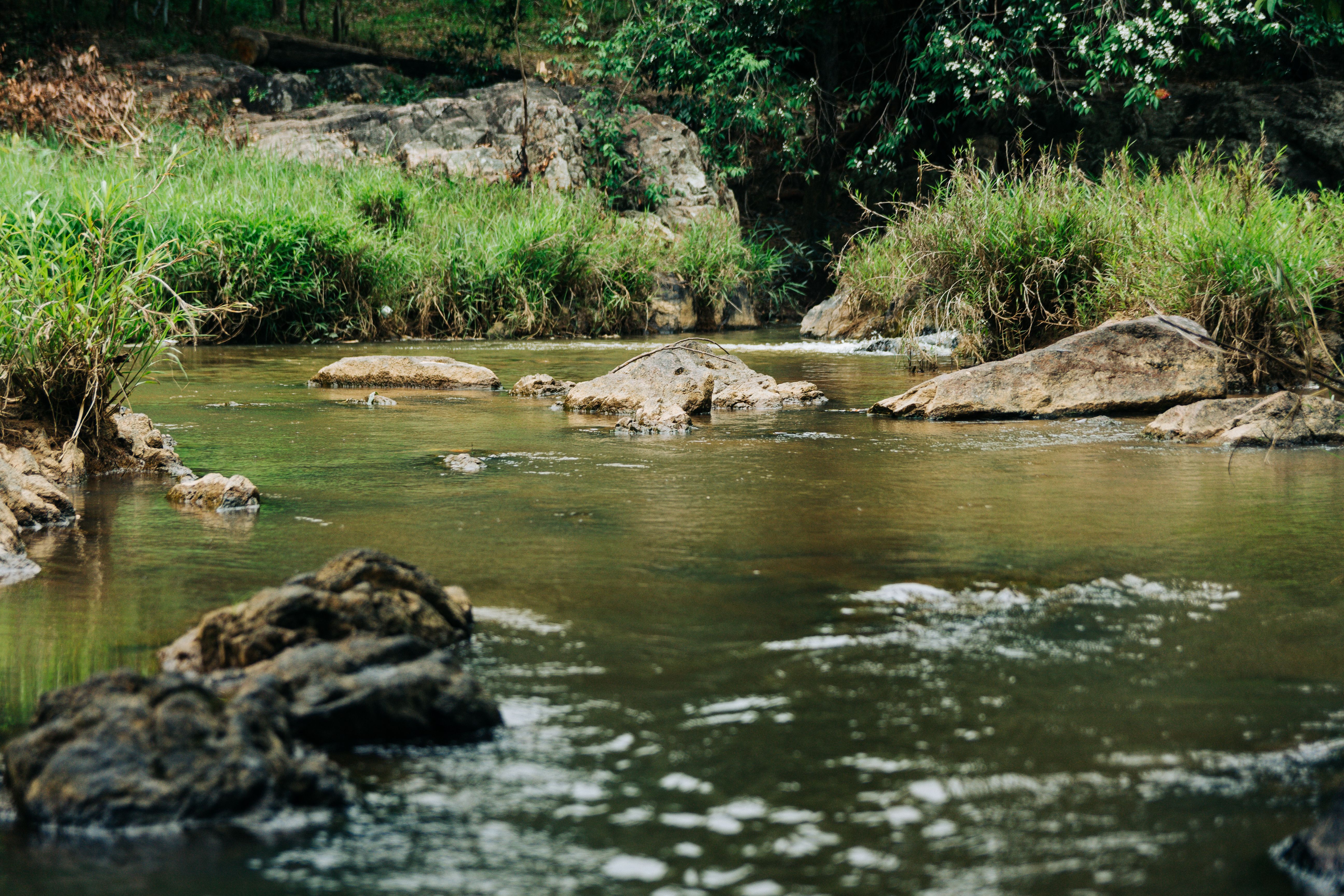 Tranquil Stream in Lush Vietnamese Landscape · Free Stock Photo