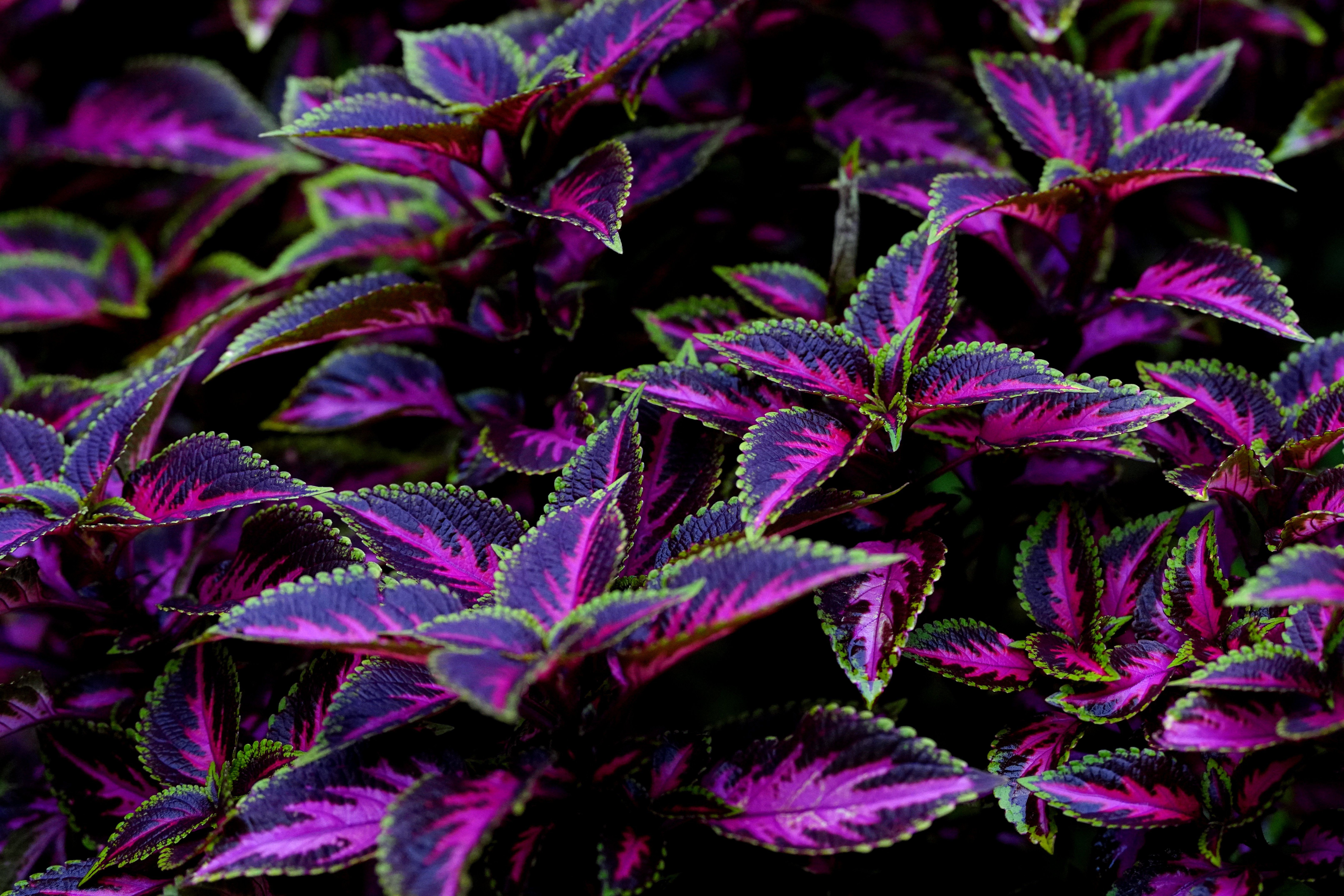 Vibrant Coleus Foliage with Purple and Green Hues · Free Stock Photo