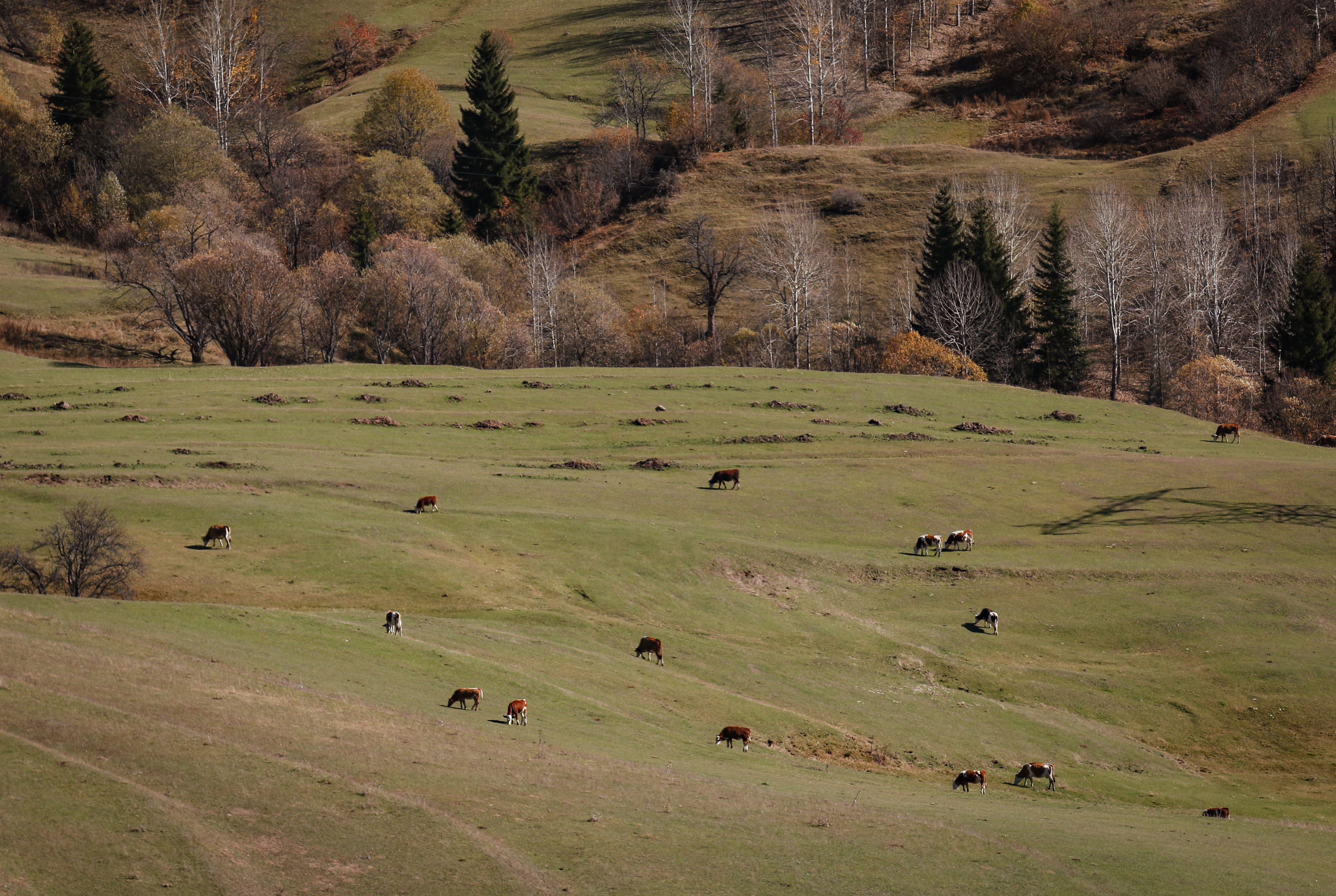 Grazing Cattle on Artvin's Scenic Autumn Plateau · Free Stock Photo