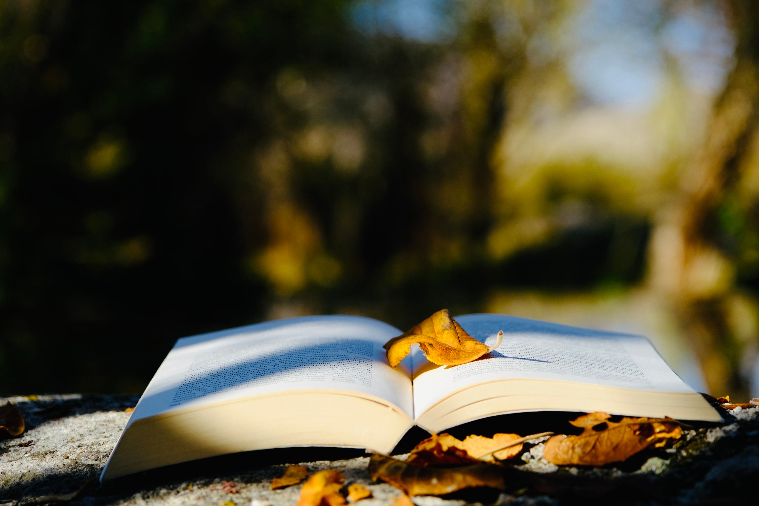 Open book outdoors with autumn leaves · Free Stock Photo